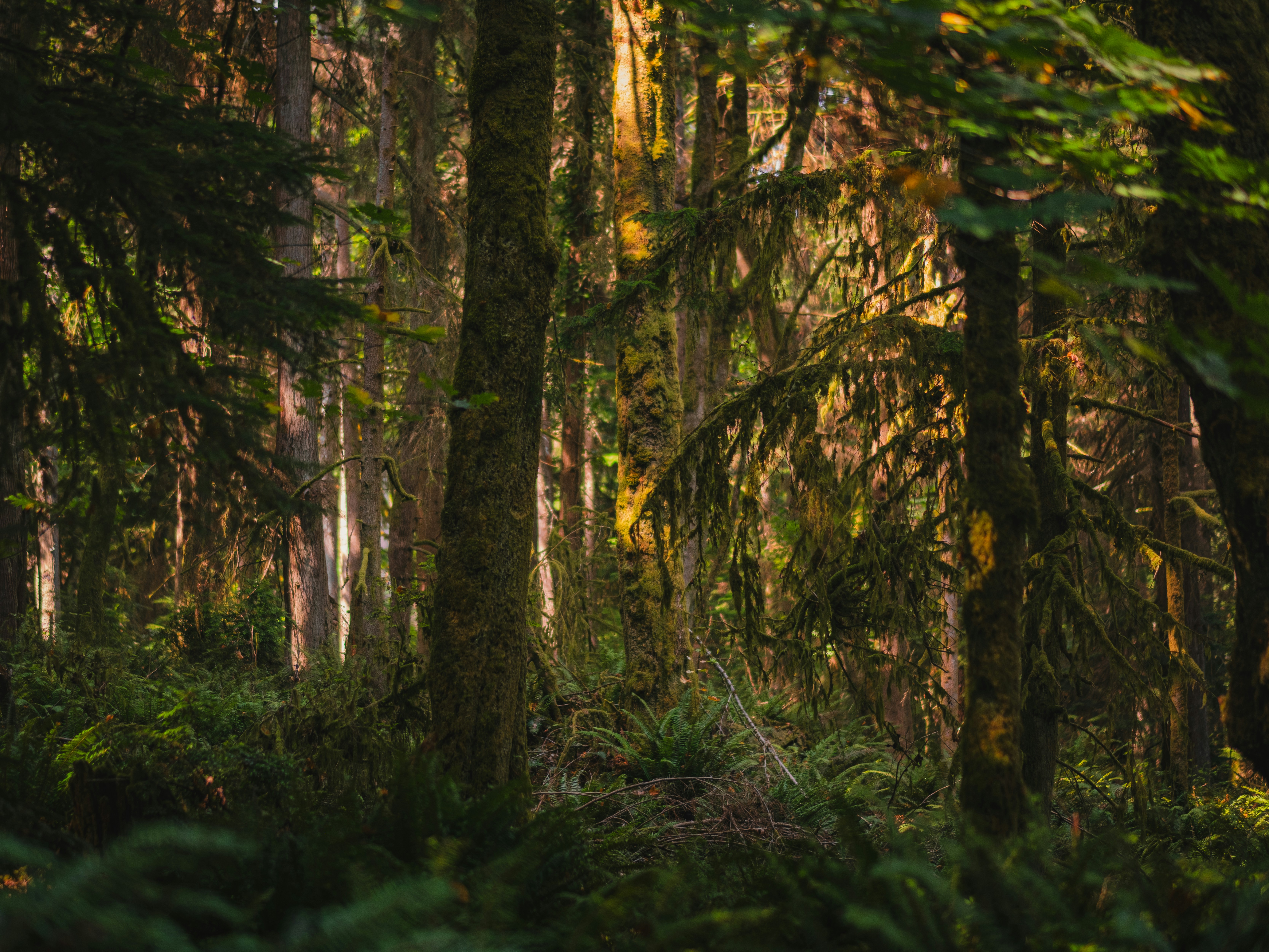 Sunlit Glade: Mossy trunks and filtered gold