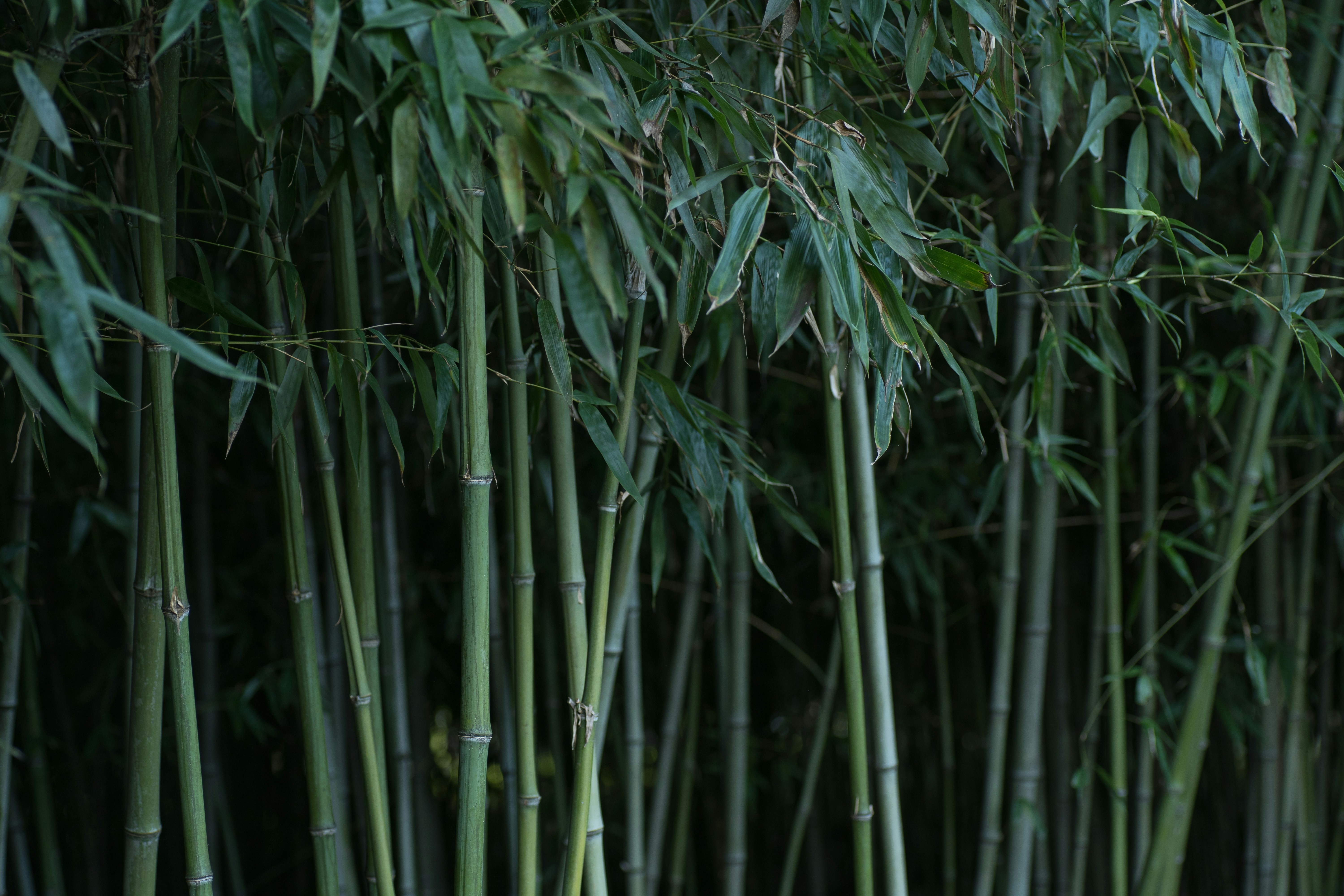 Whispers of the Bamboo Corridor