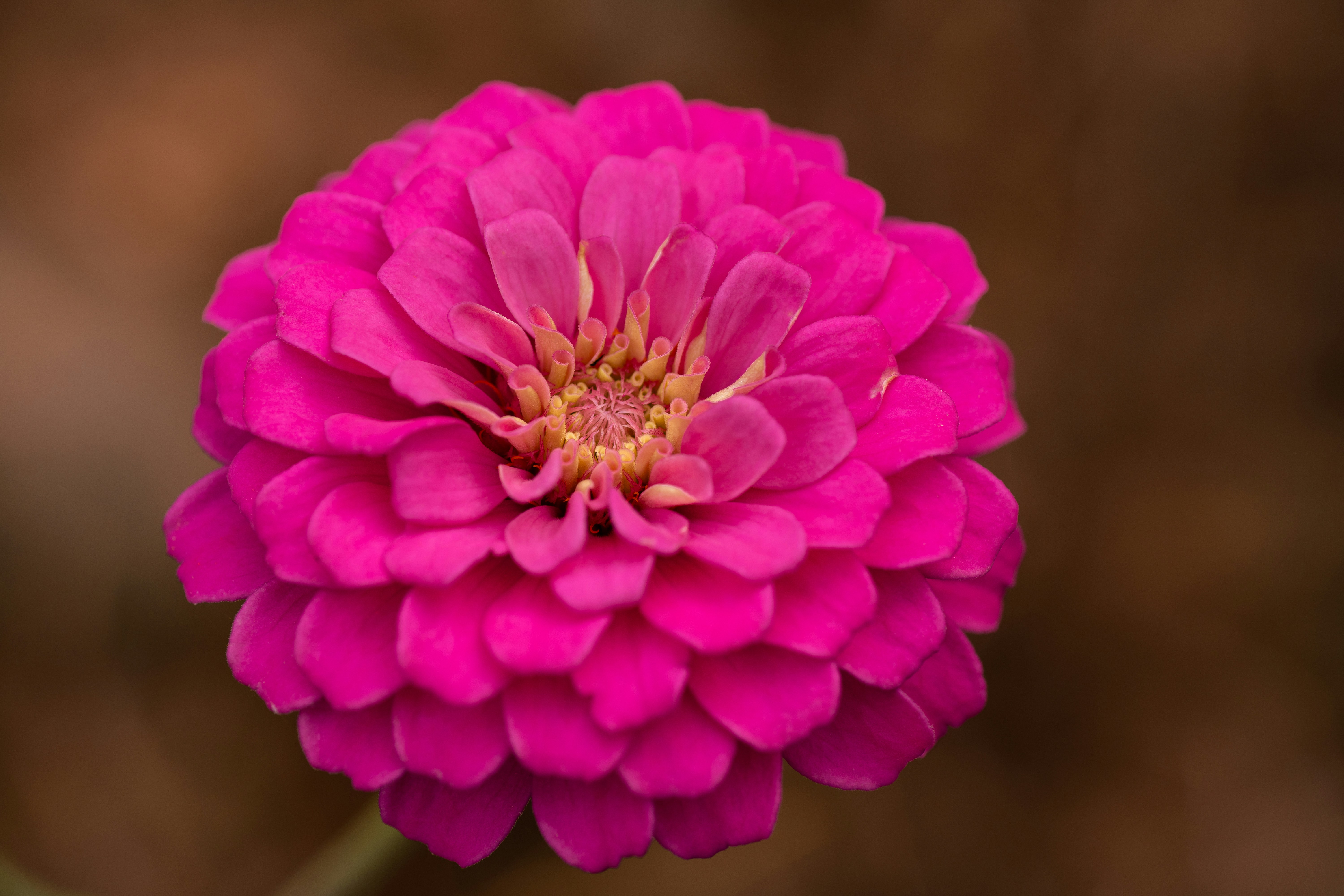 Rosebud Glow: A Close-Up of Magenta Petals and Golden Center