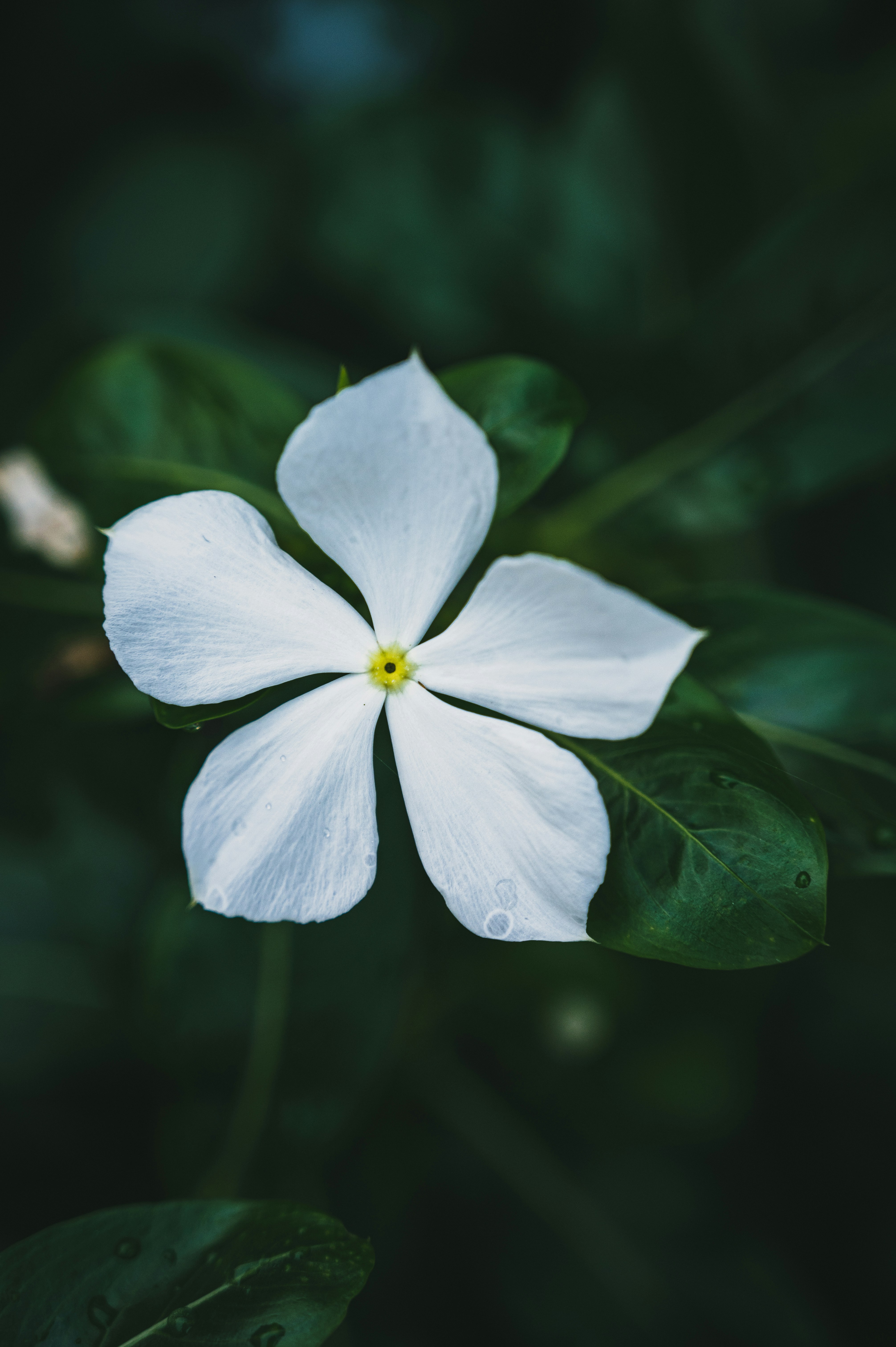 Single white periwinkle bloom centered in deep green foliage