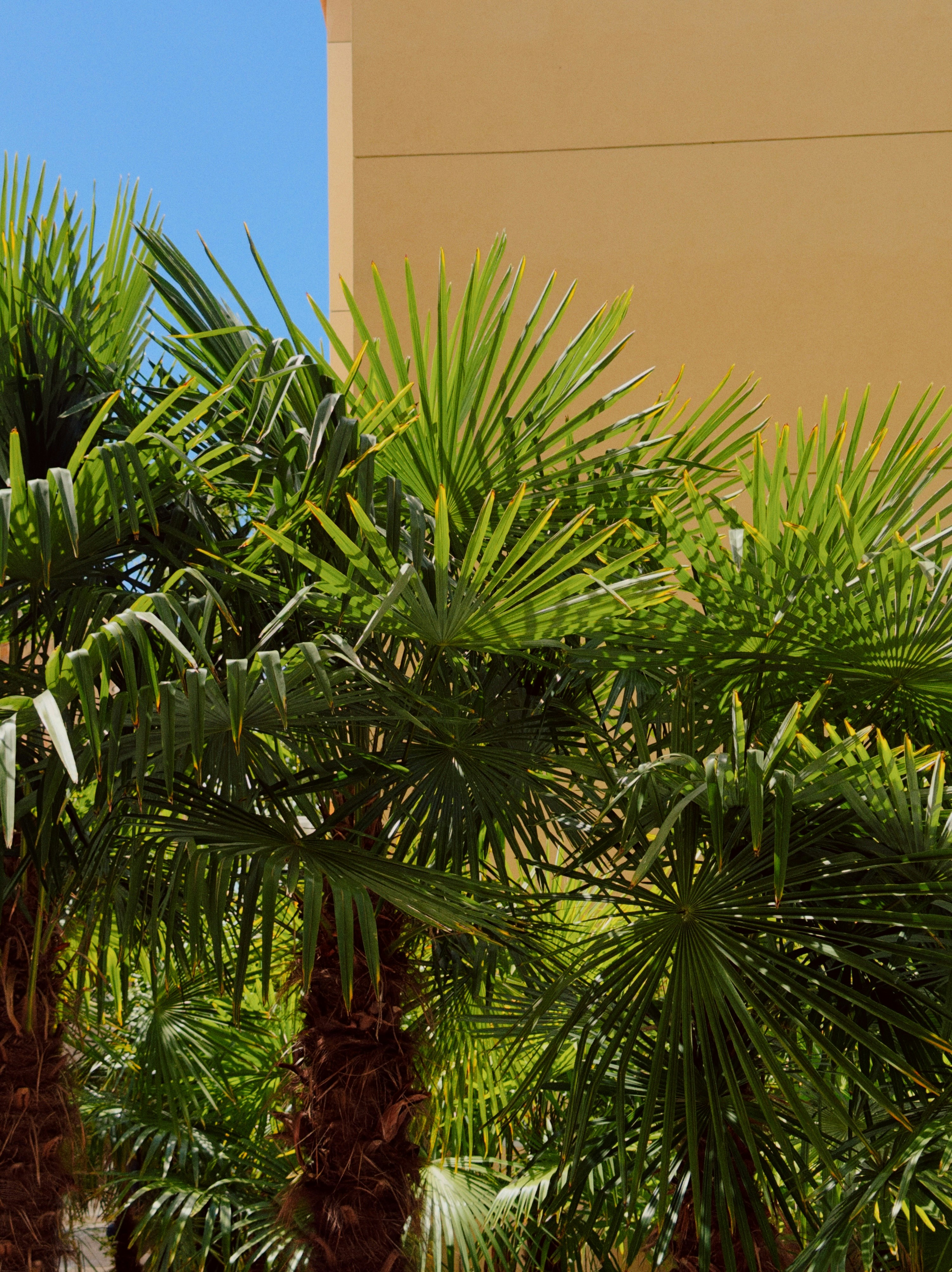 Sunlit Palm Façade: A Cluster of Desert Palms Against a Golden Wall