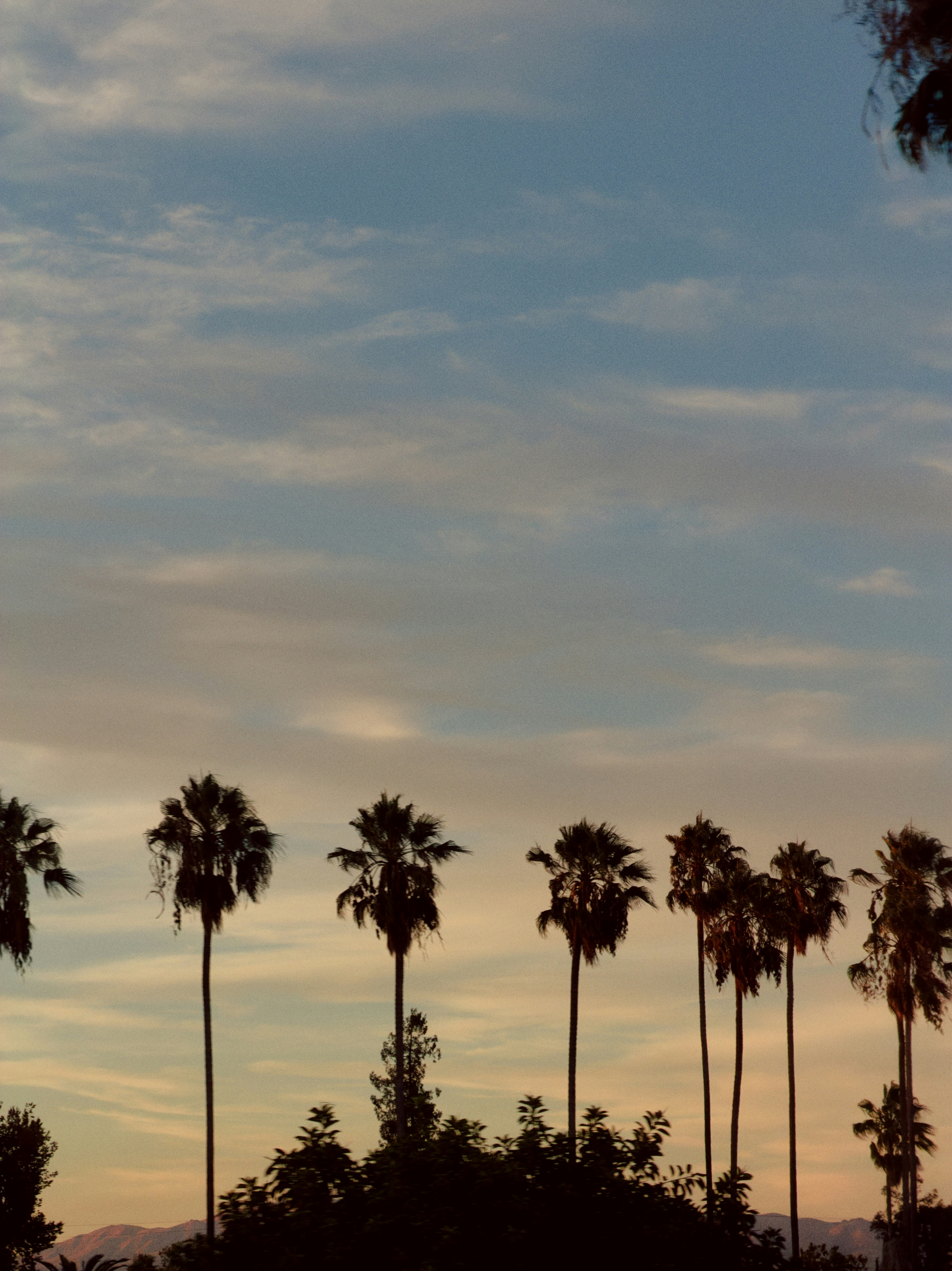 Silhouetted palms at dusk over a quiet horizon