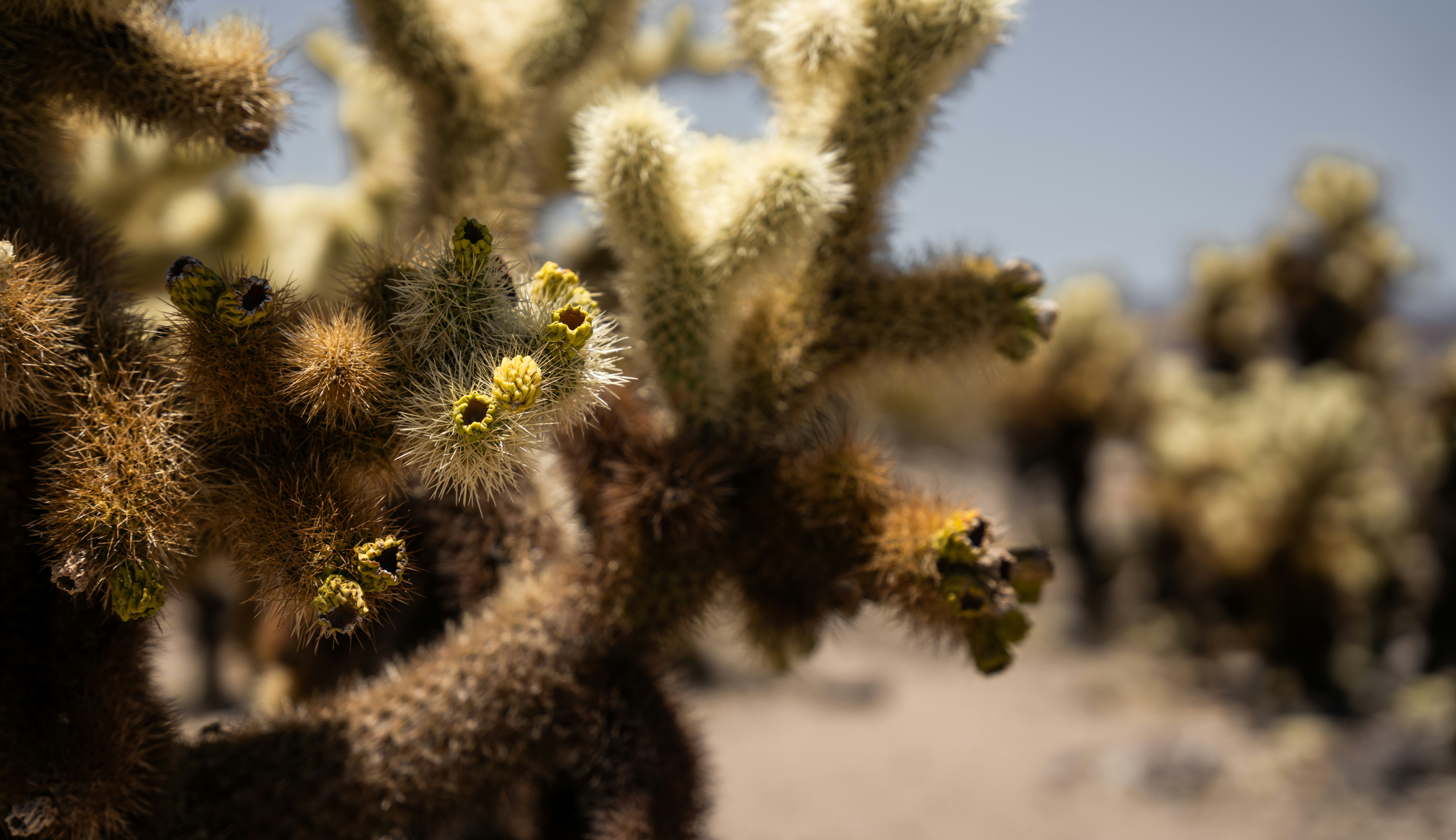 Desert Bloom on Cactus Spines