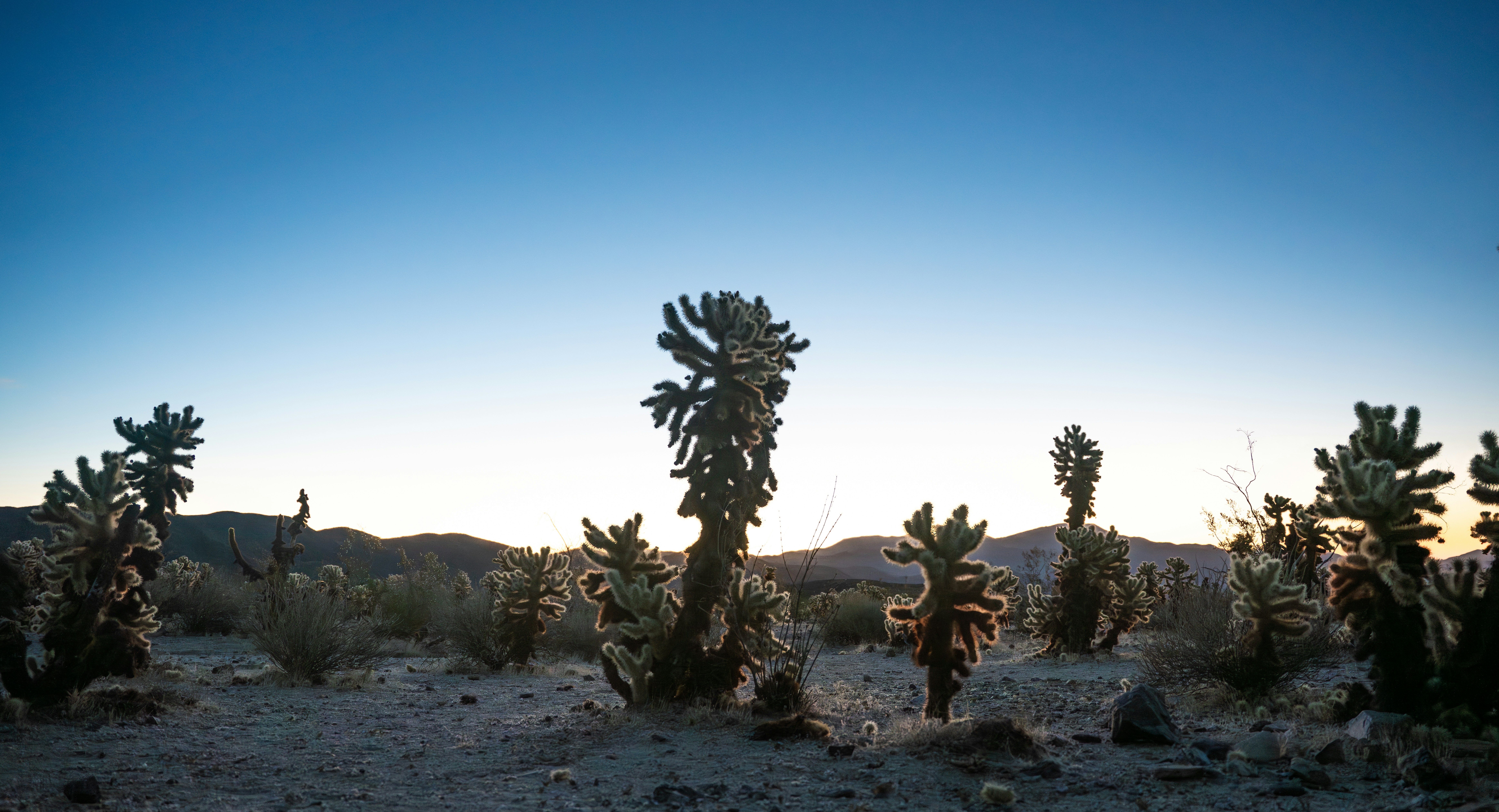 Desert Joshua Staircase at Dusk