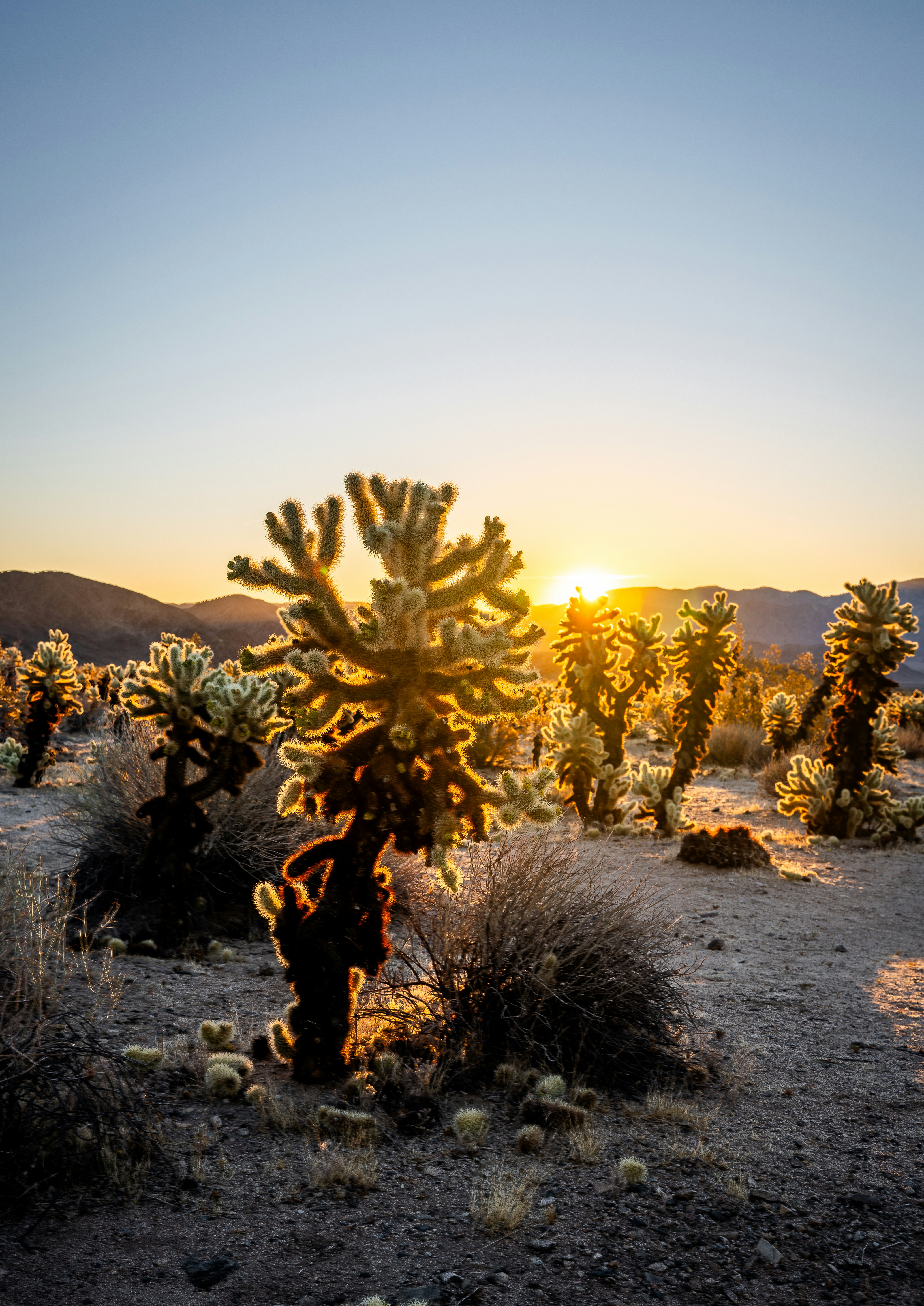 Sunlit Cactus Garden at Dusk