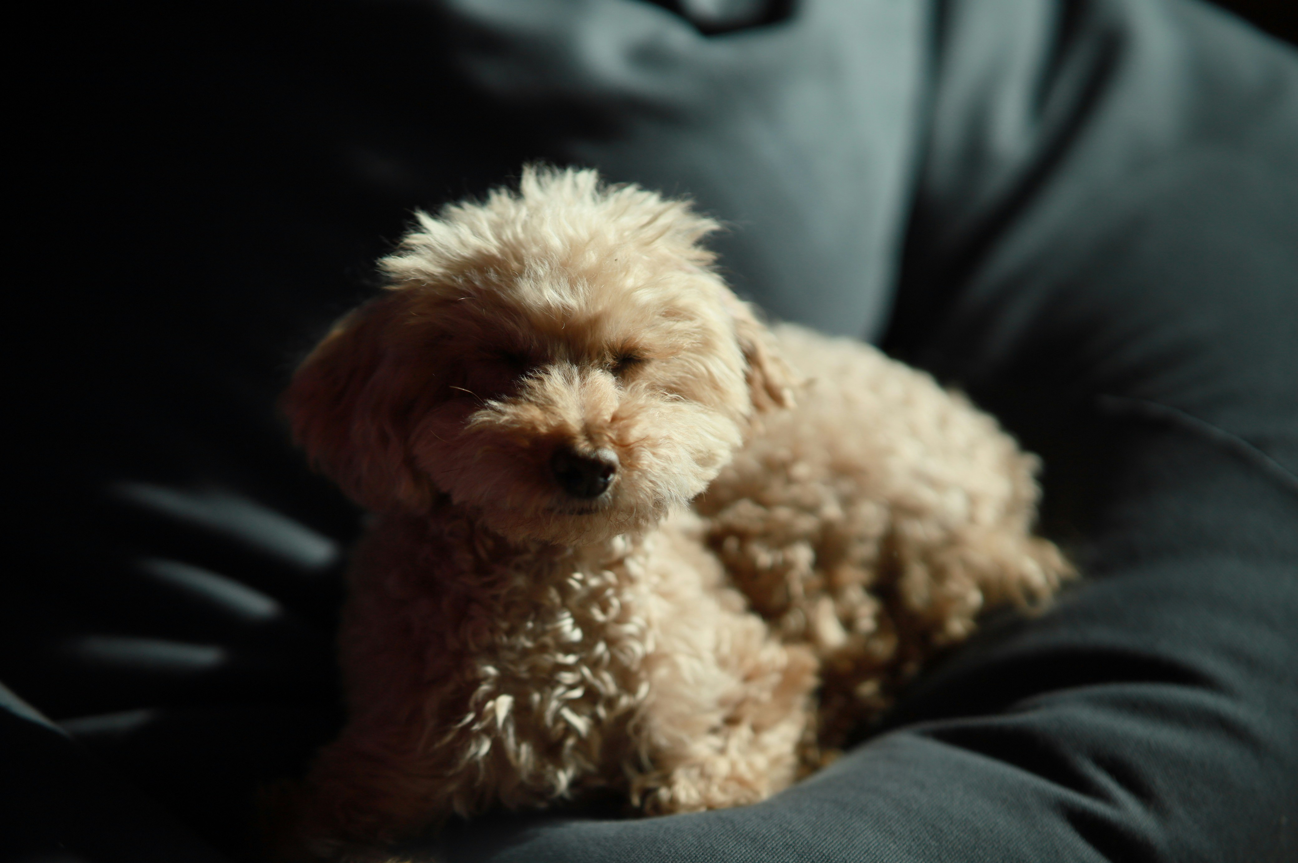 Cozy Paws, Softly Lit: A Tiny Poodle Resting in a Dark Embrace