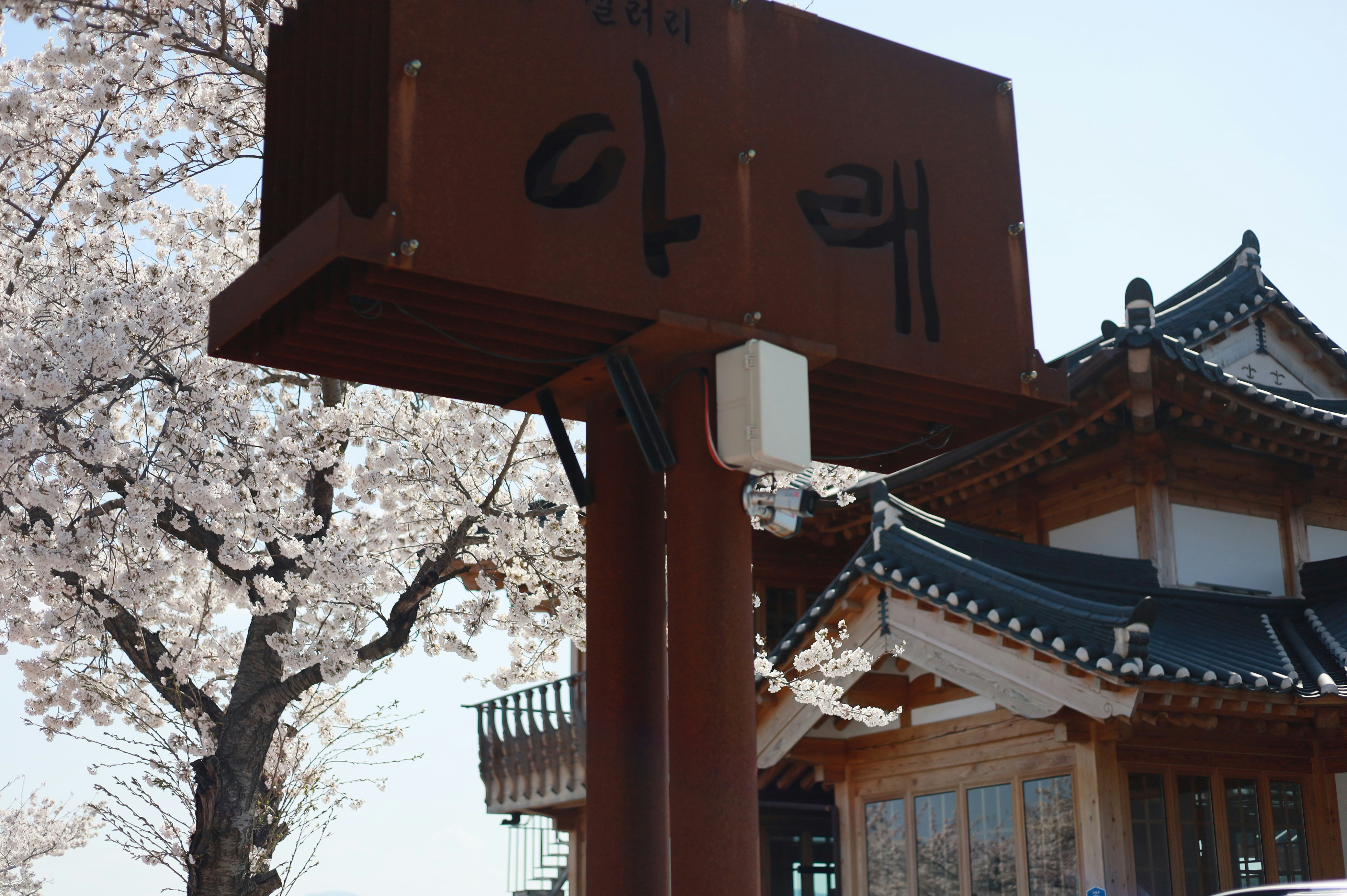 Cherry Blossom Gateway: Sign and Temple Roof in Soft Spring Light