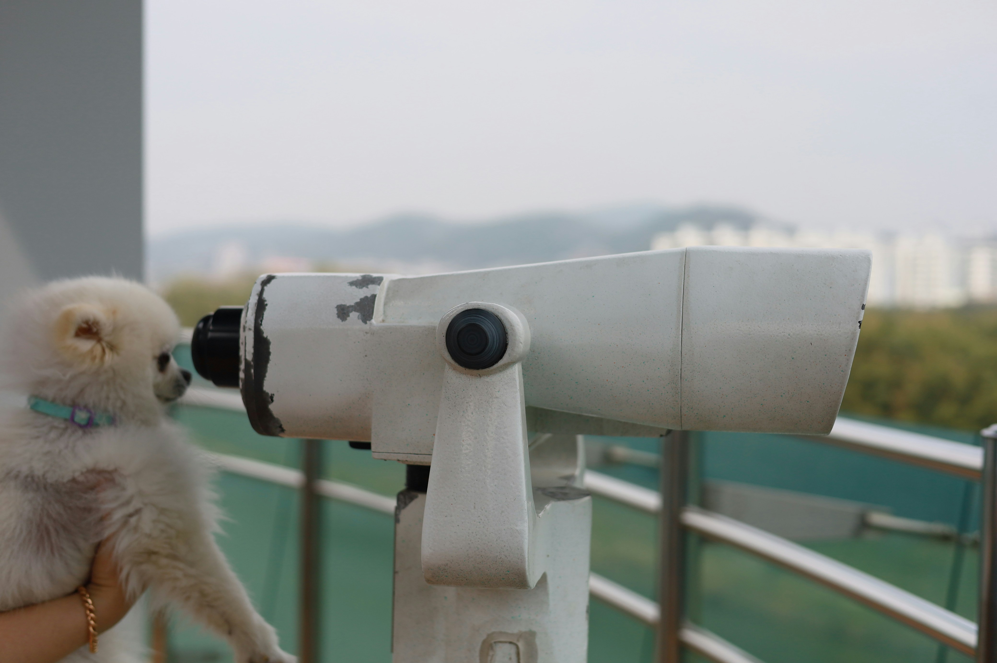 Puppy at the Public View: A Tiny Watcher Through the Scope