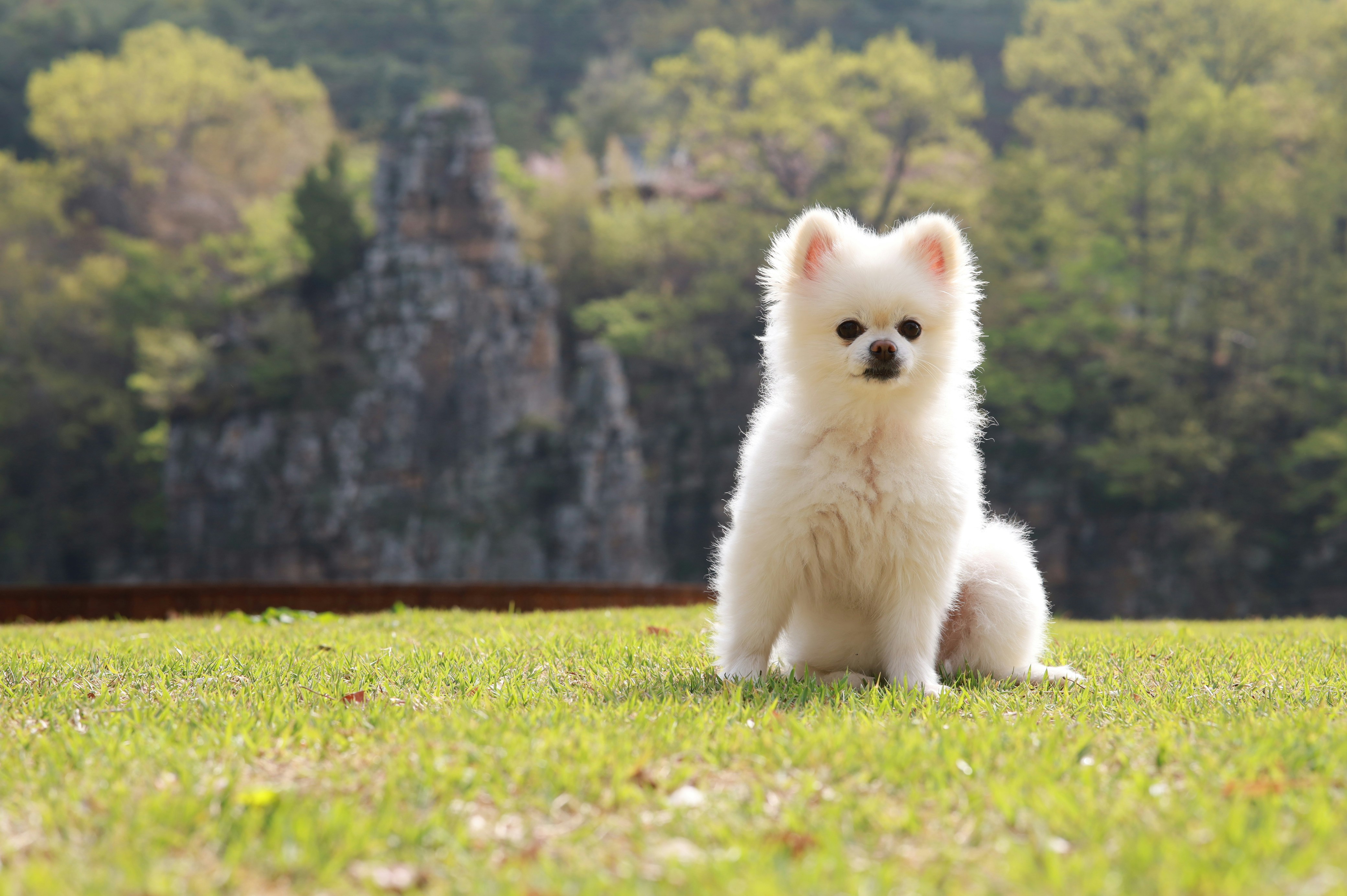Sunlit Pomeranian in a Quiet Park