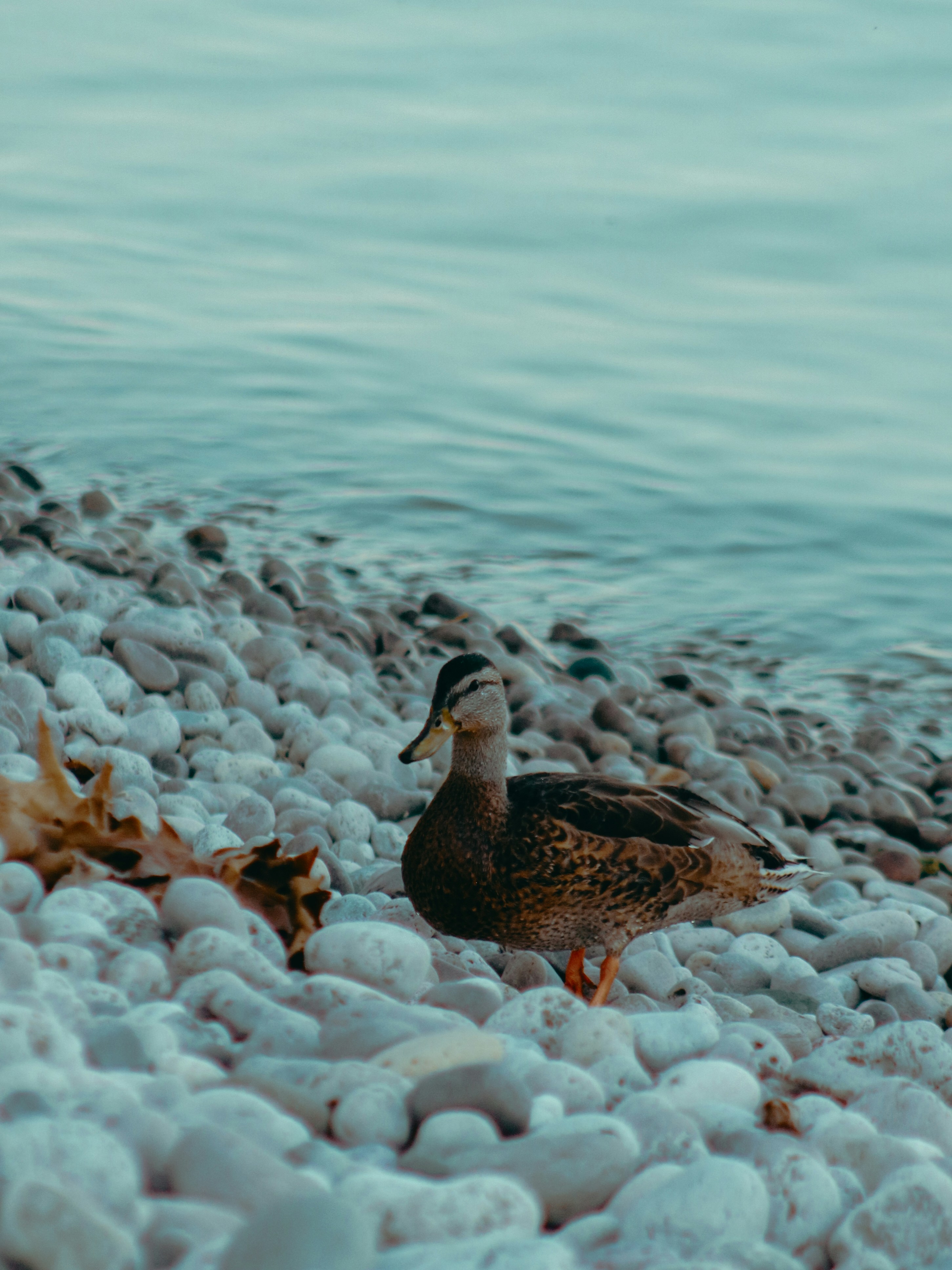 Water's Edge Watch: A Mallard Among Smooth Pebbles