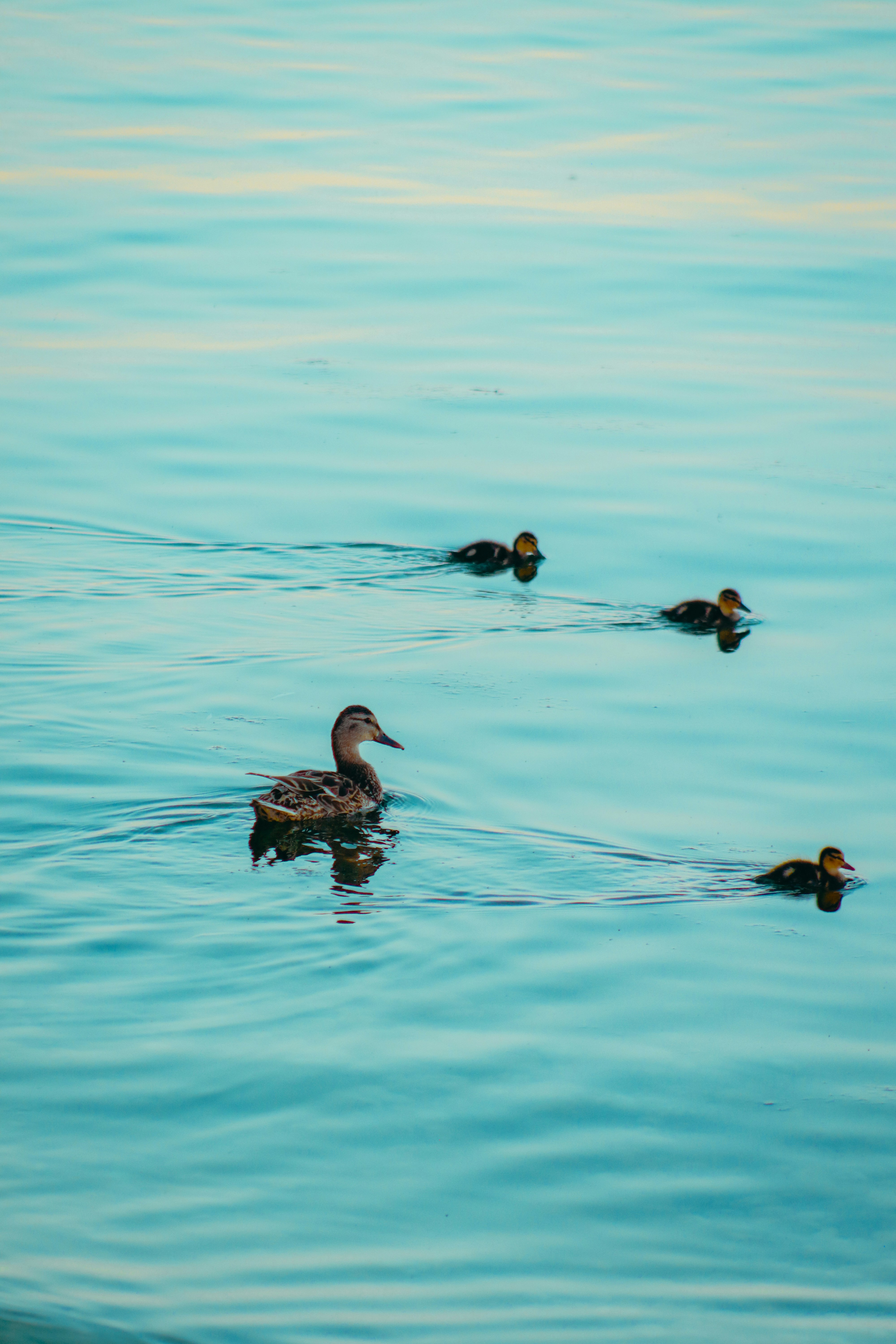 Calm Waters, Aerial Duck Quartet