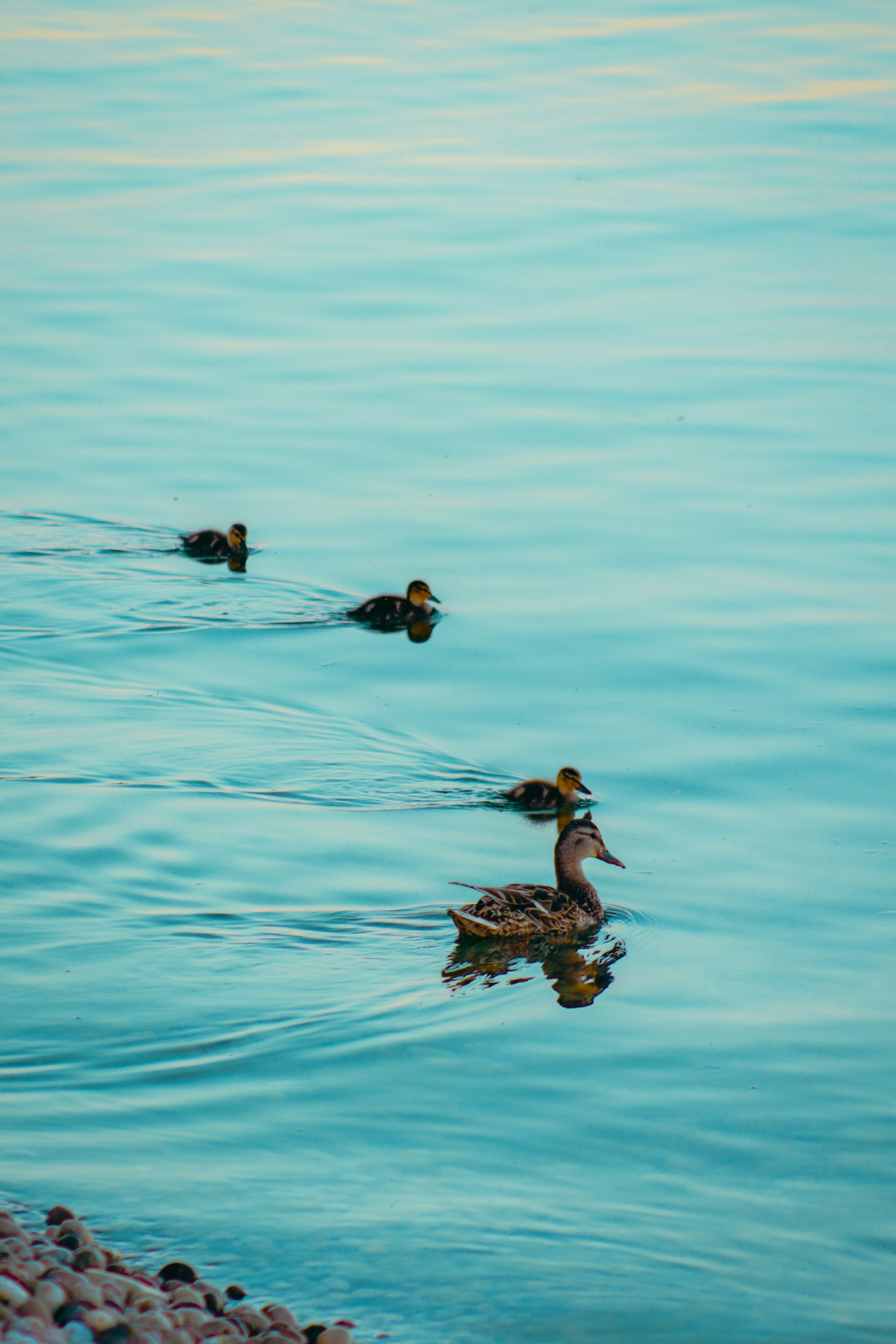 Three Ducklings in Calm Turquoise Waters Lead the Way