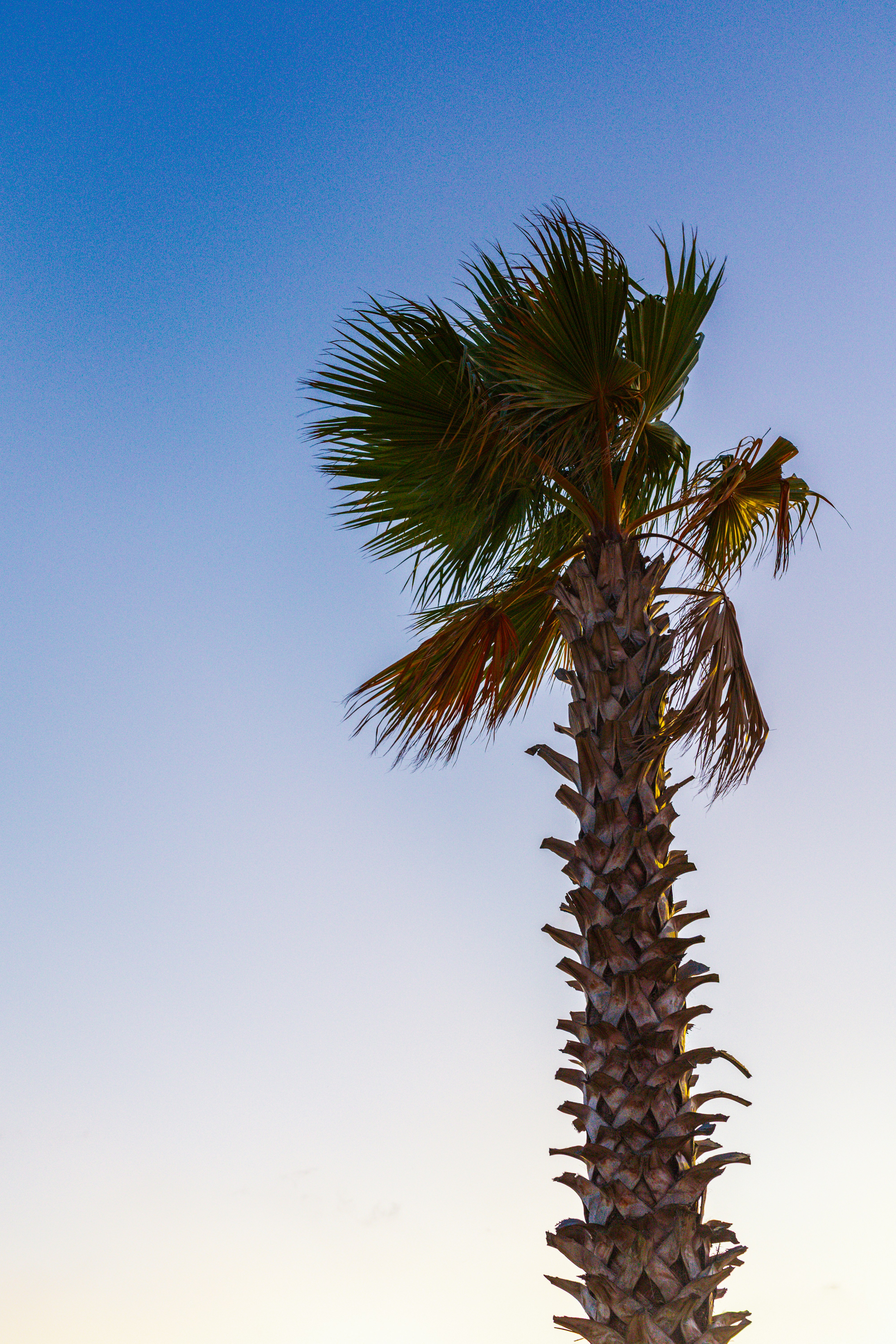 Skyward Palm: A Lone Tree Reaching into a Clear Horizon