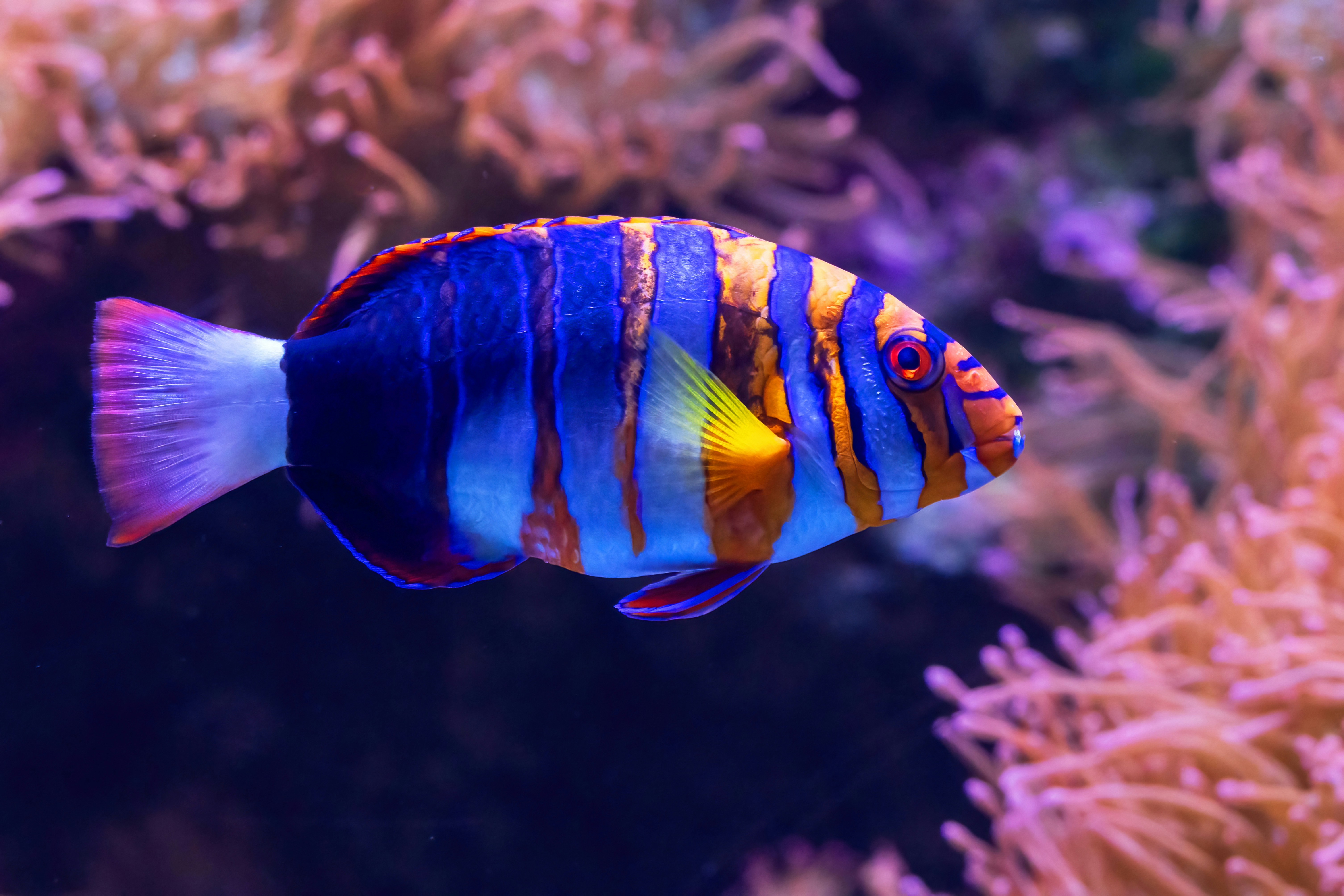 Striped Regal: A Colorful Tropical Dandiprior in Focus
