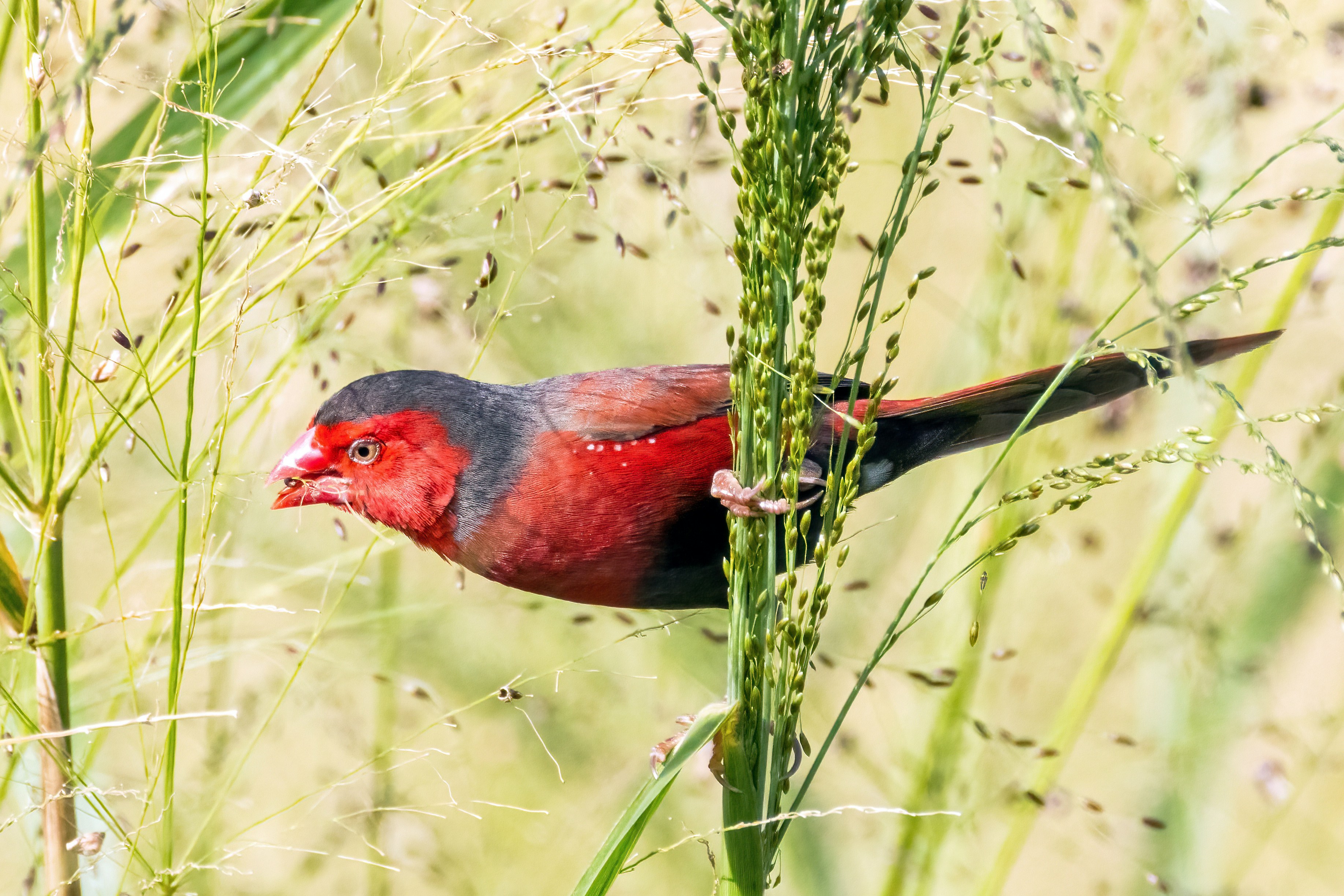 Vivid Crimson Finch Clinging to Reed in Sunlit Field