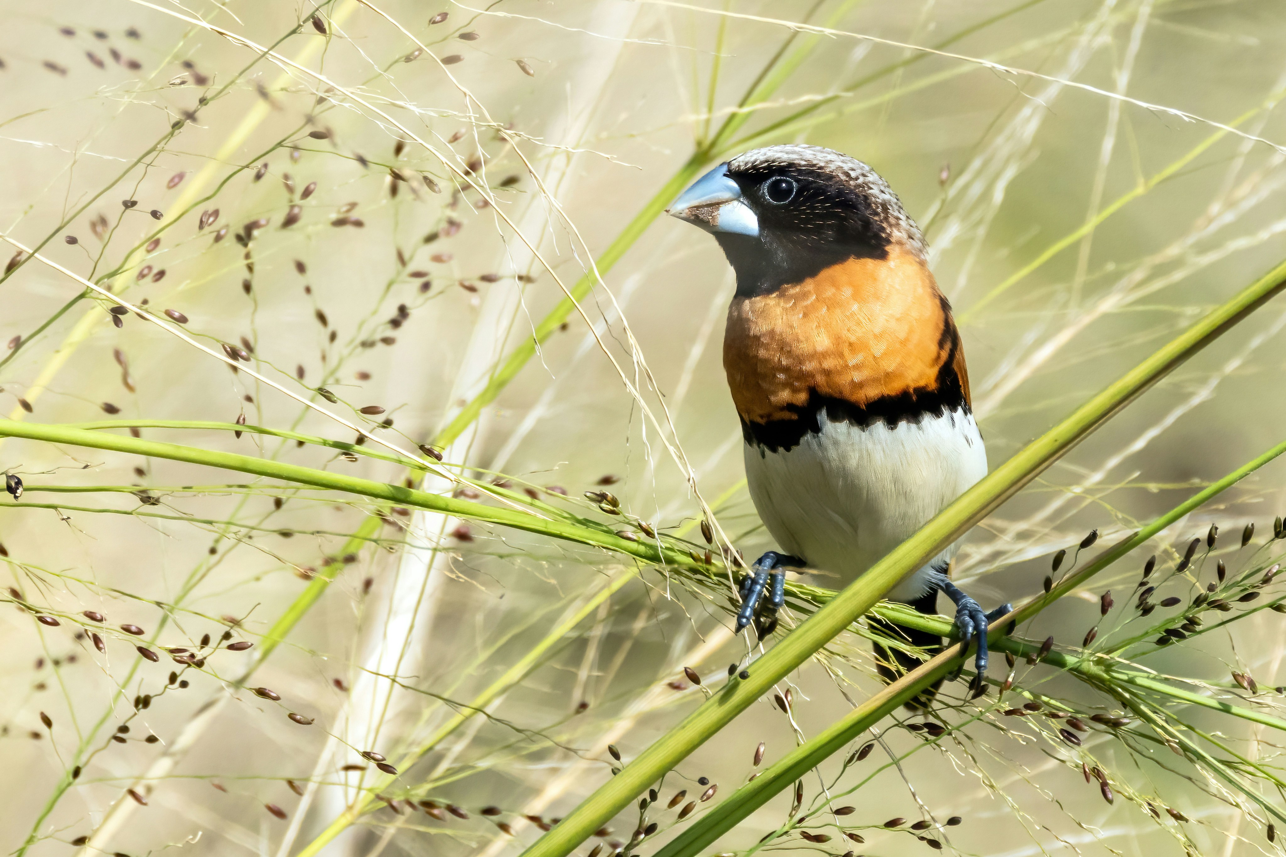 Orange-breasted Warbler Perched Amid Grass Blades