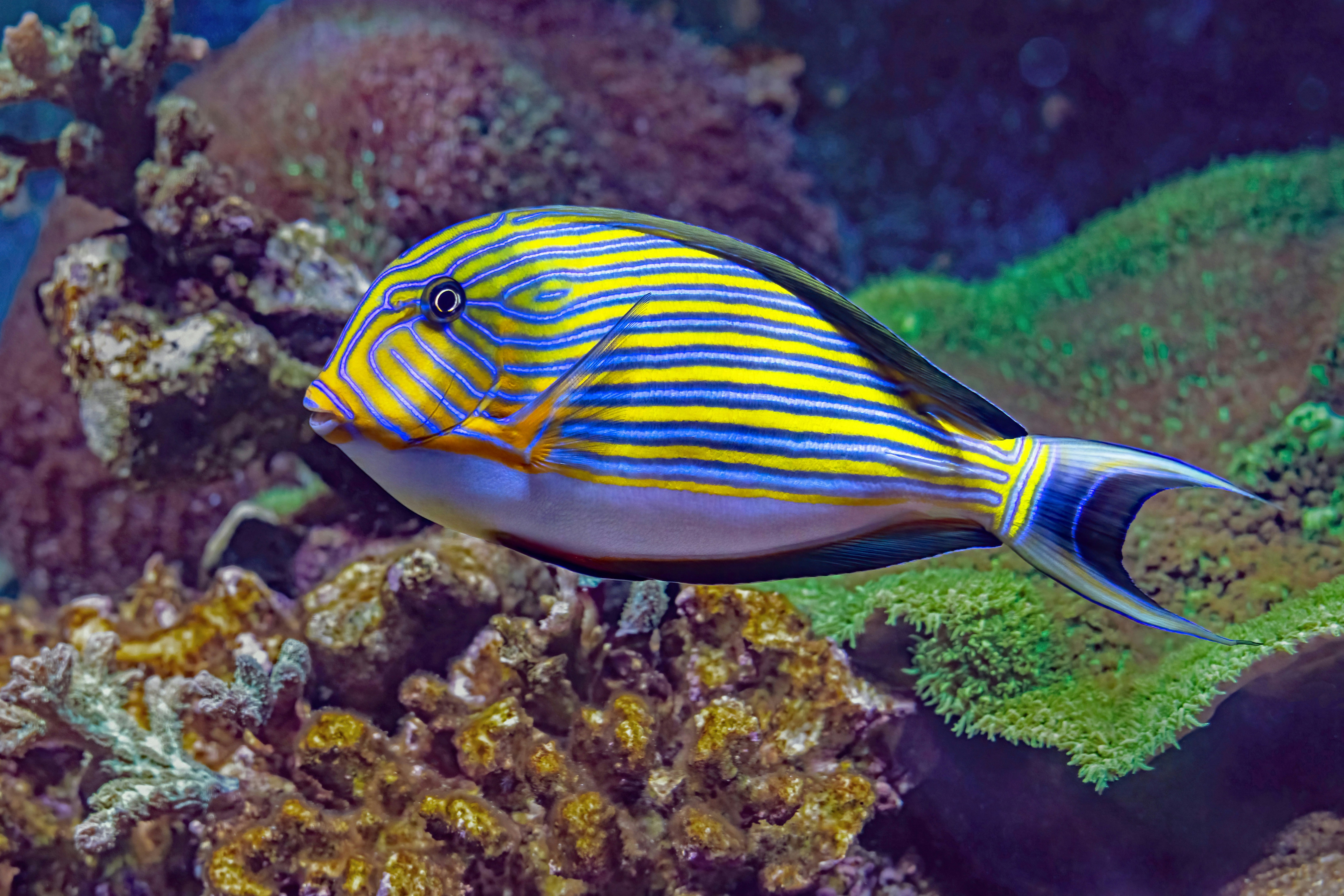 Striped Surgeonfish in Sunlit Reef Corridor