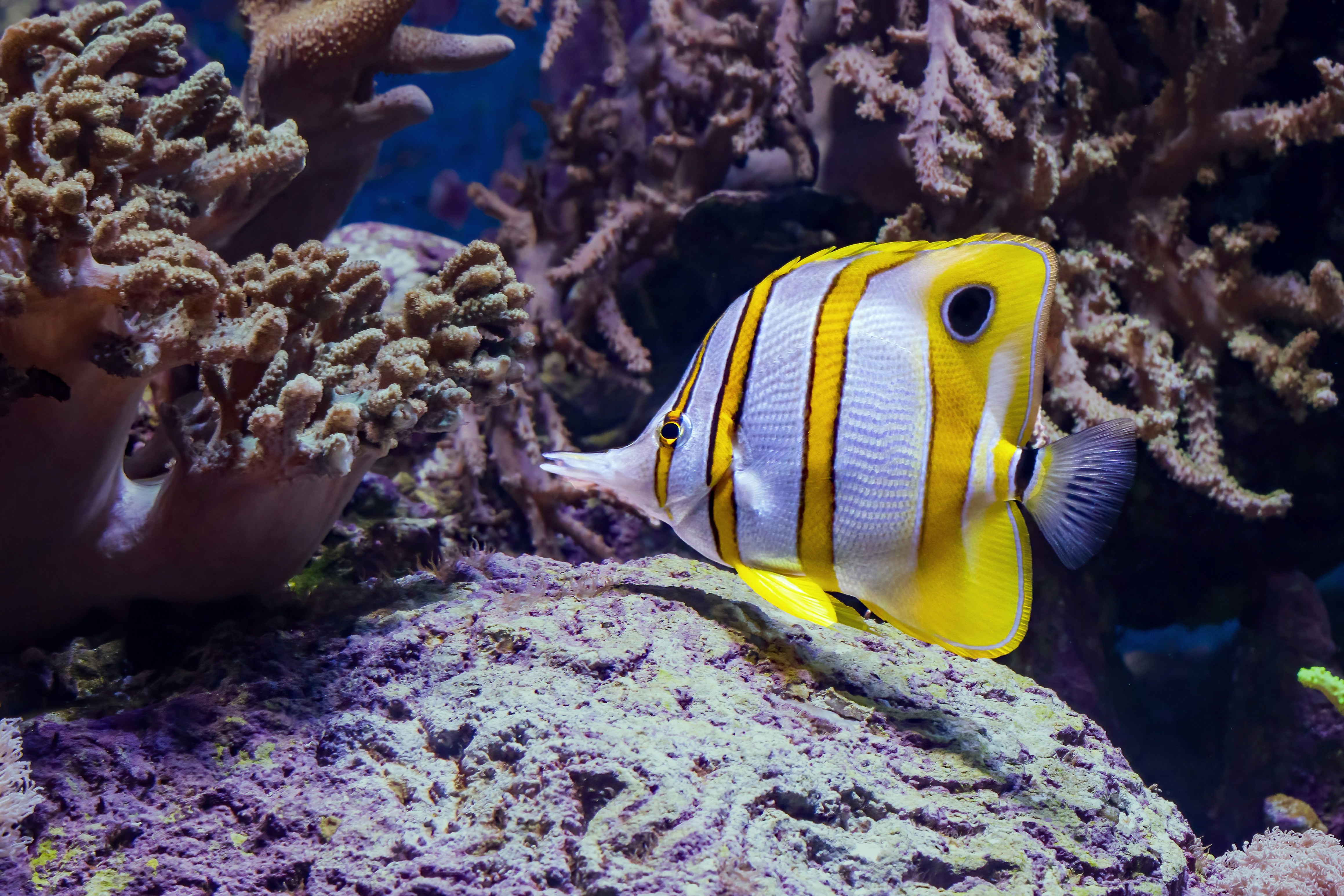 Vivid Yellow-Striped Angelfish in Coral Garden