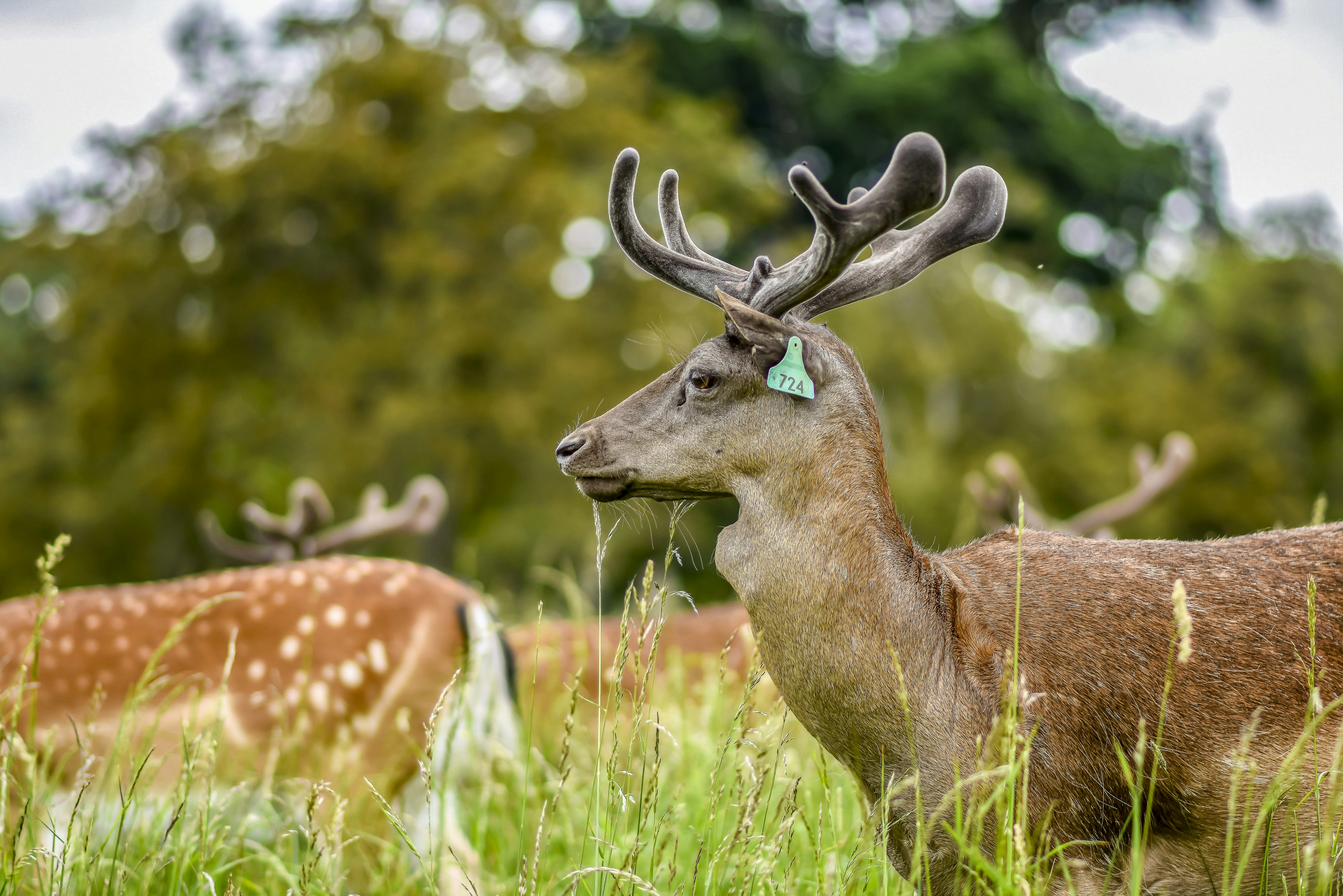Neck-and-branch silhouettes: a stag watches over a grassy clearing