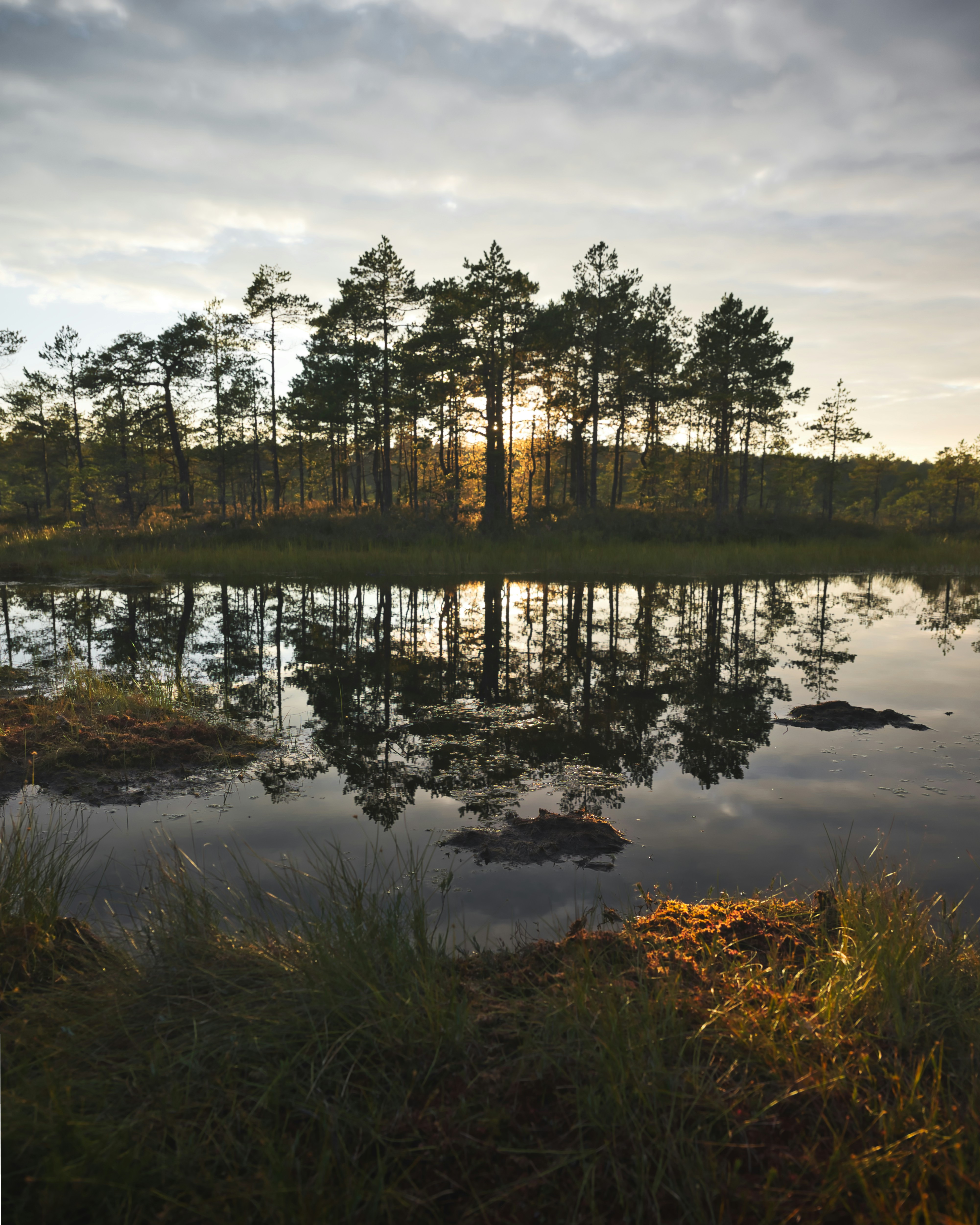 Sunlit Pines Reflected: A Quiet Riverside Stand