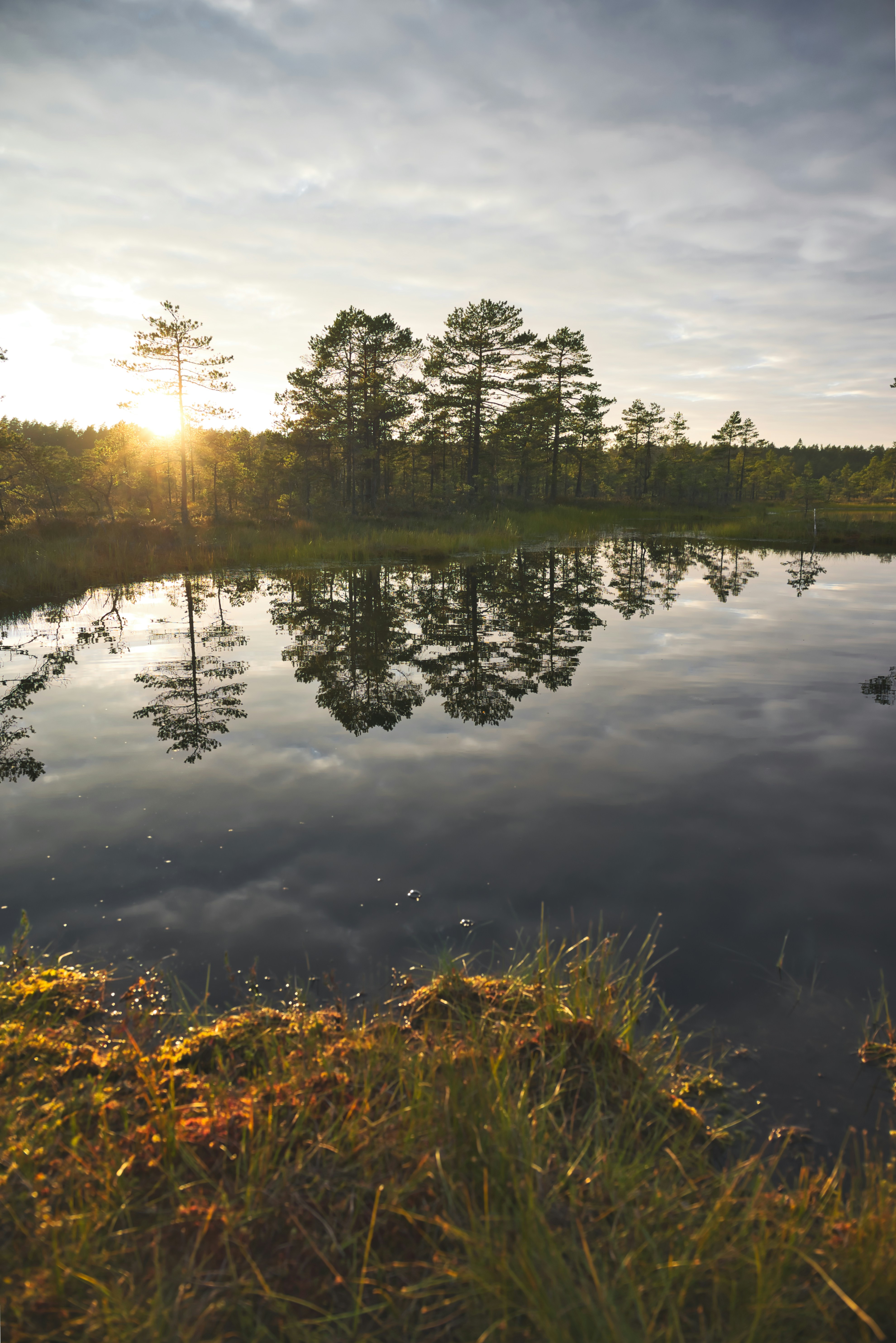 Sunlit Pines Reflected: A Quiet Edge of Still Water