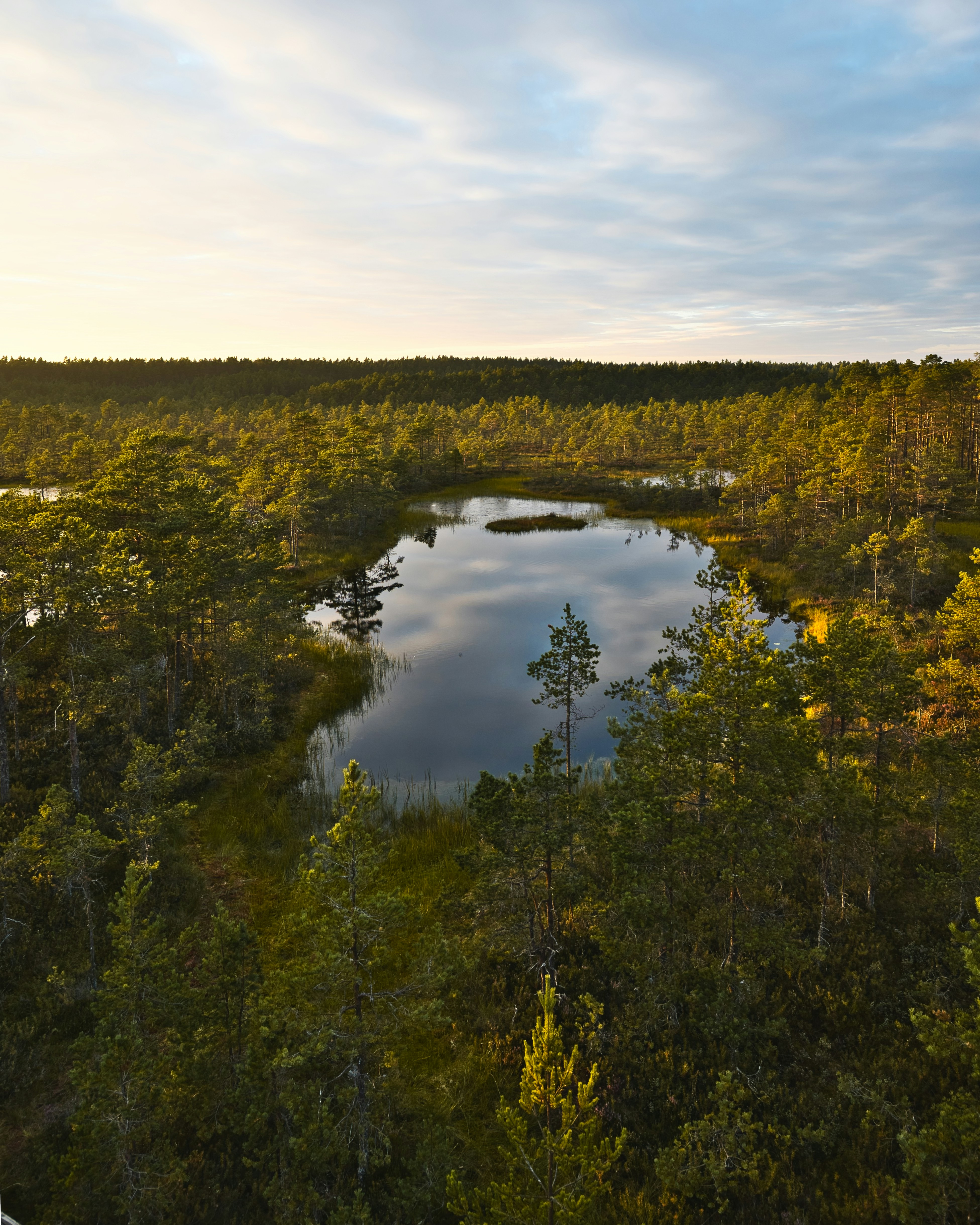Sunlit Wetland Corridor Through a Pines Forest