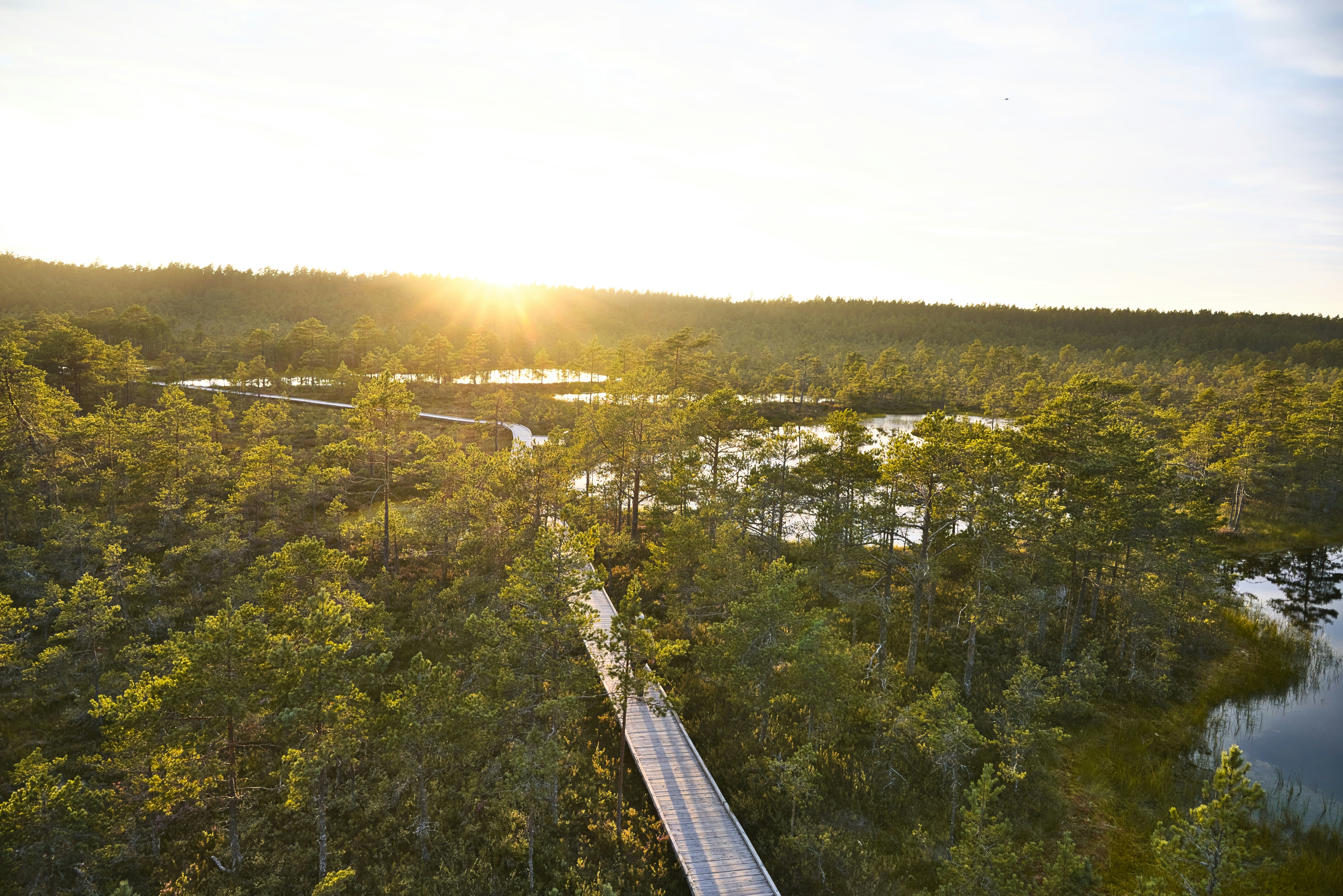Sunlit Boardwalk Through a Quiet Wetland Forest