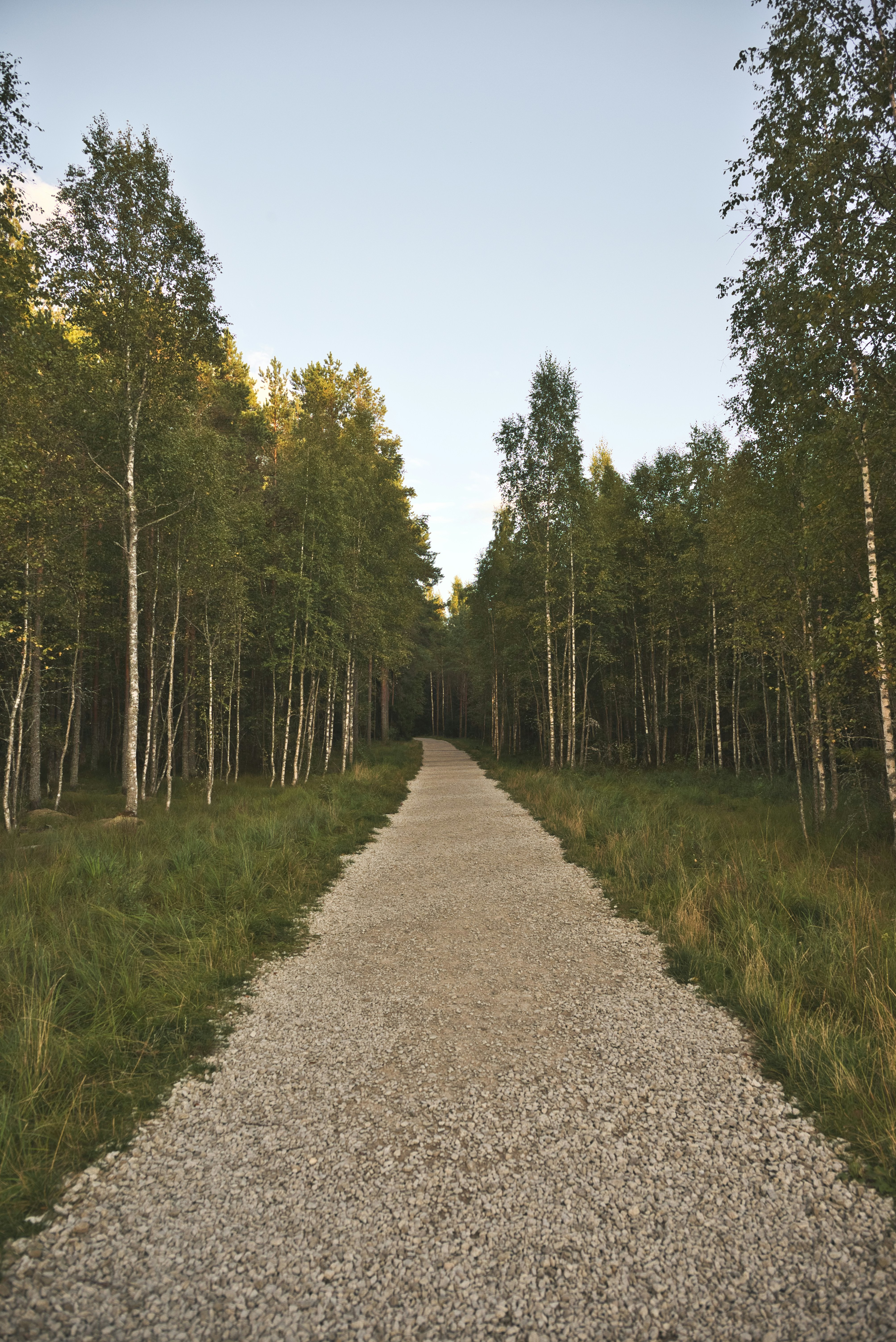 Path Through The Dappled Pines