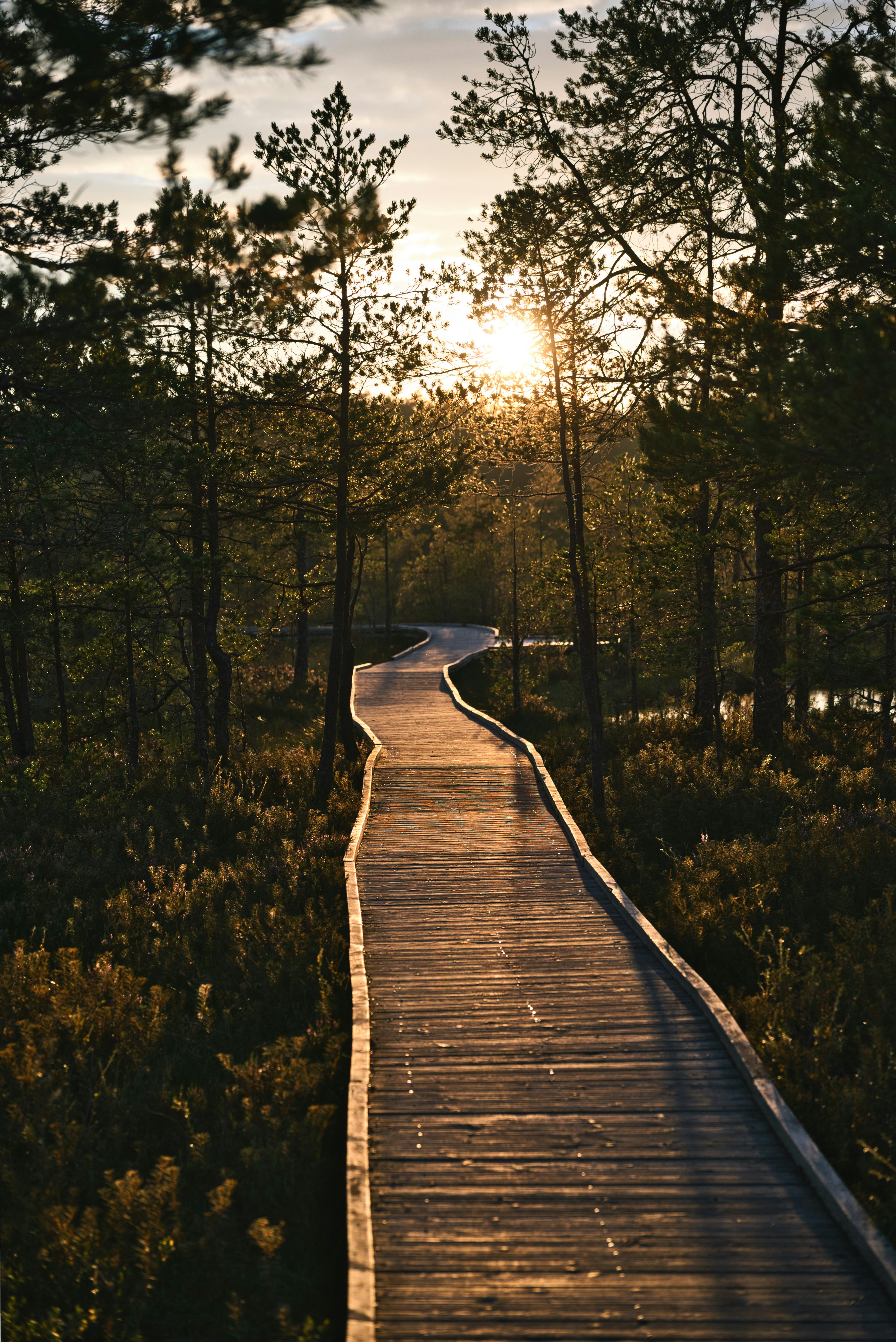 Sunlit Boardwalk through a Quiet Forest at Sunset