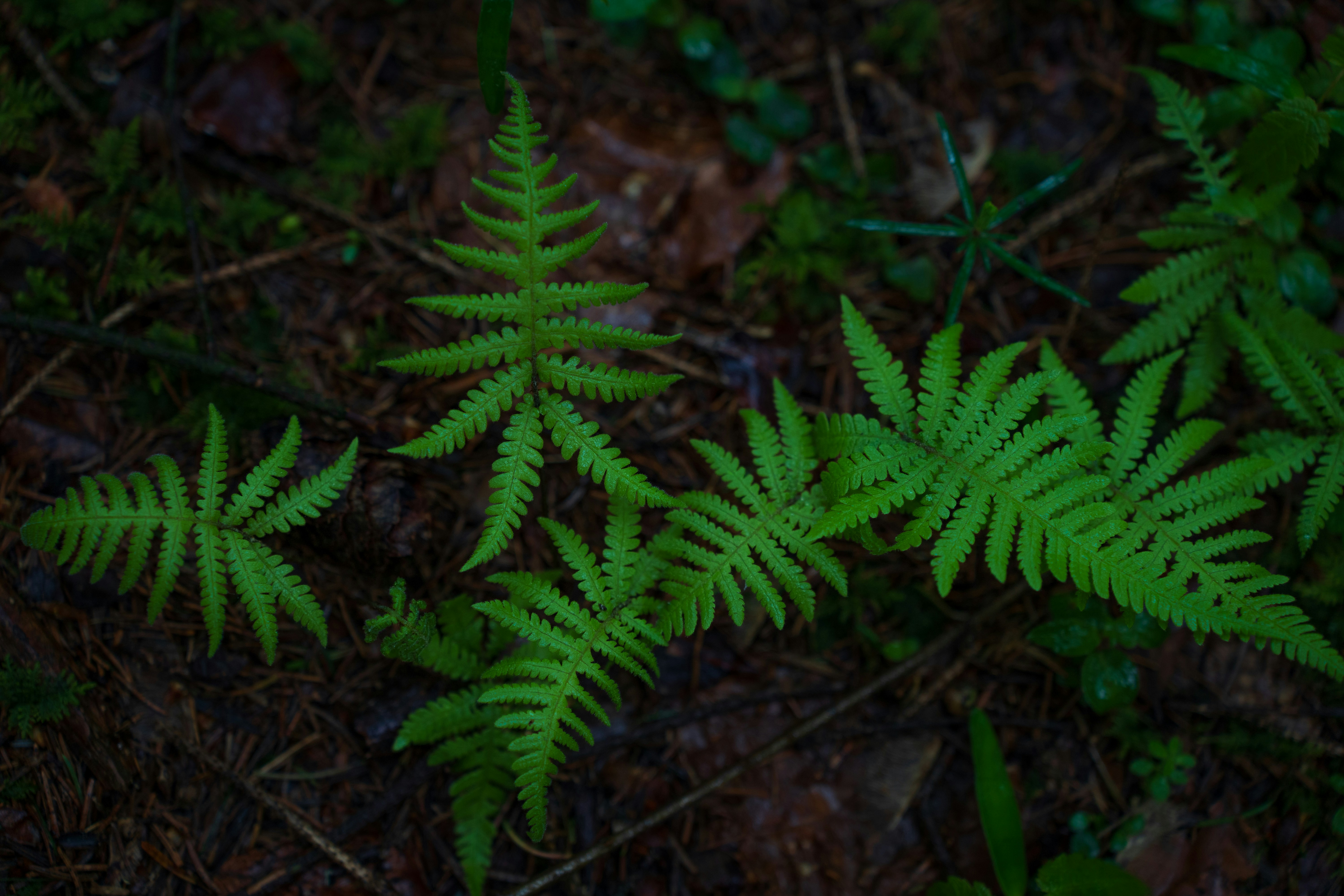 Emerald Fronds in Quiet Forest Floor