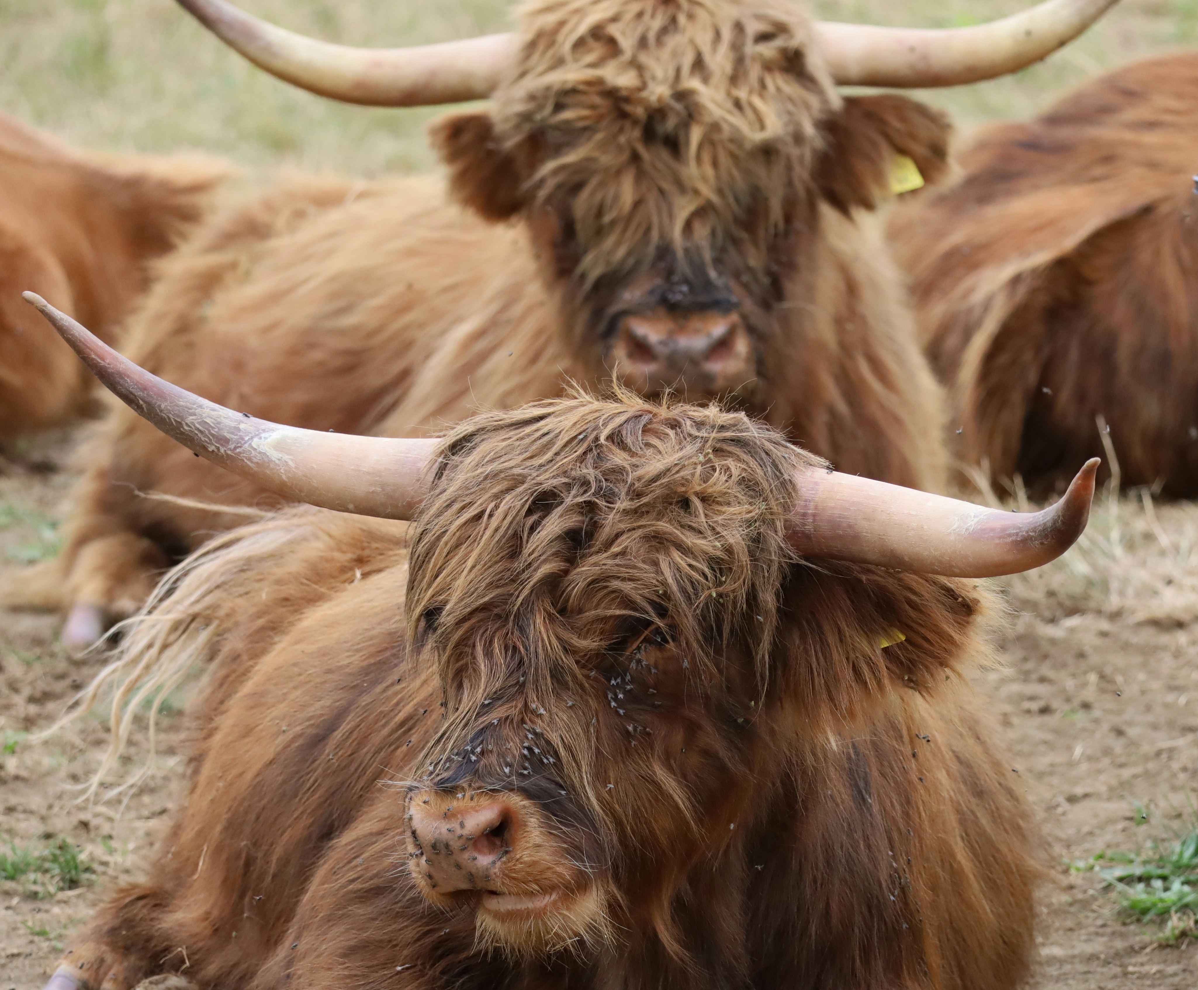 Herd of Highland Cattle Resting in a Pasture