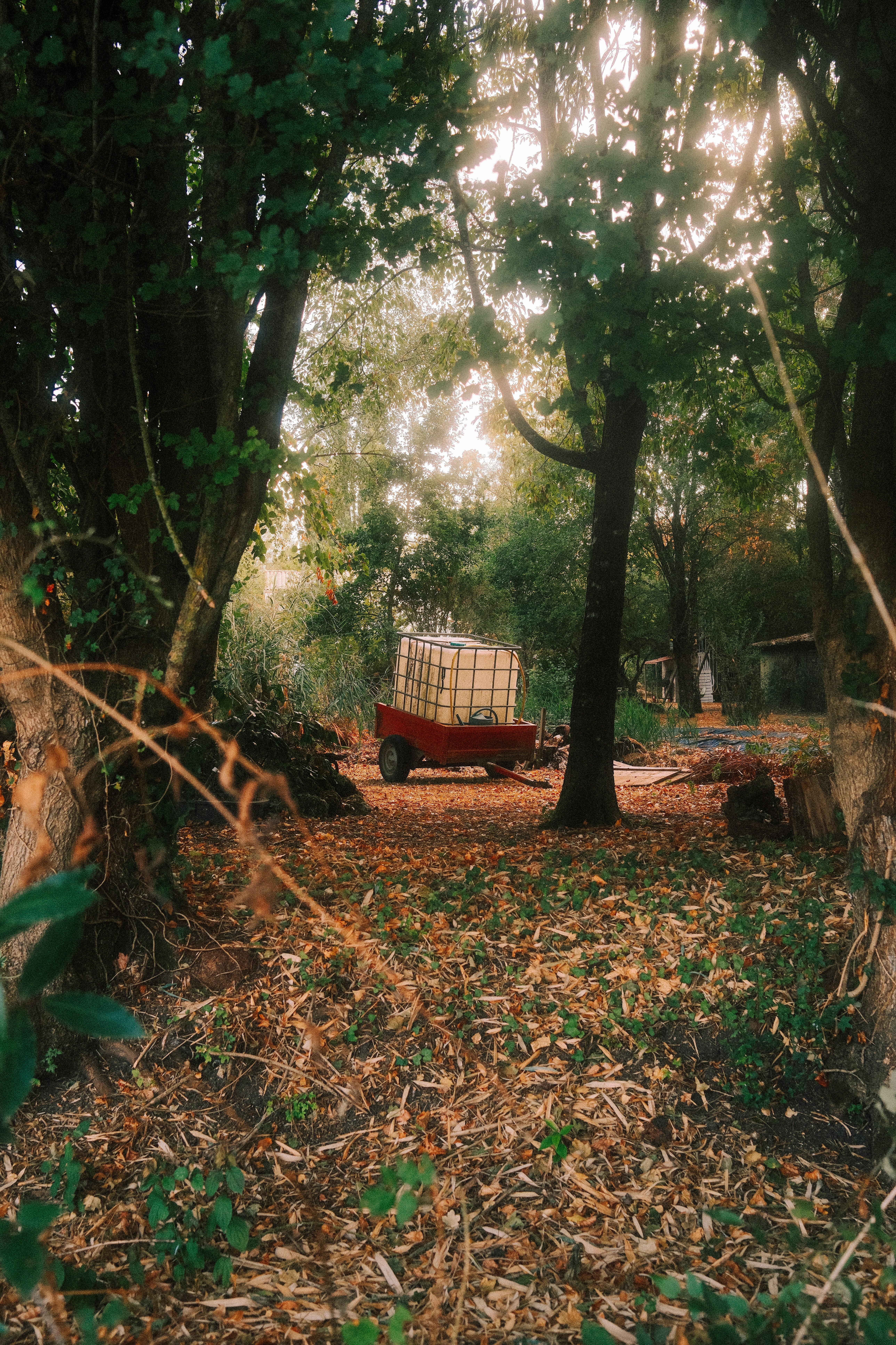 Sunlit Cart in the Orchard: A Quiet Harvest Moment