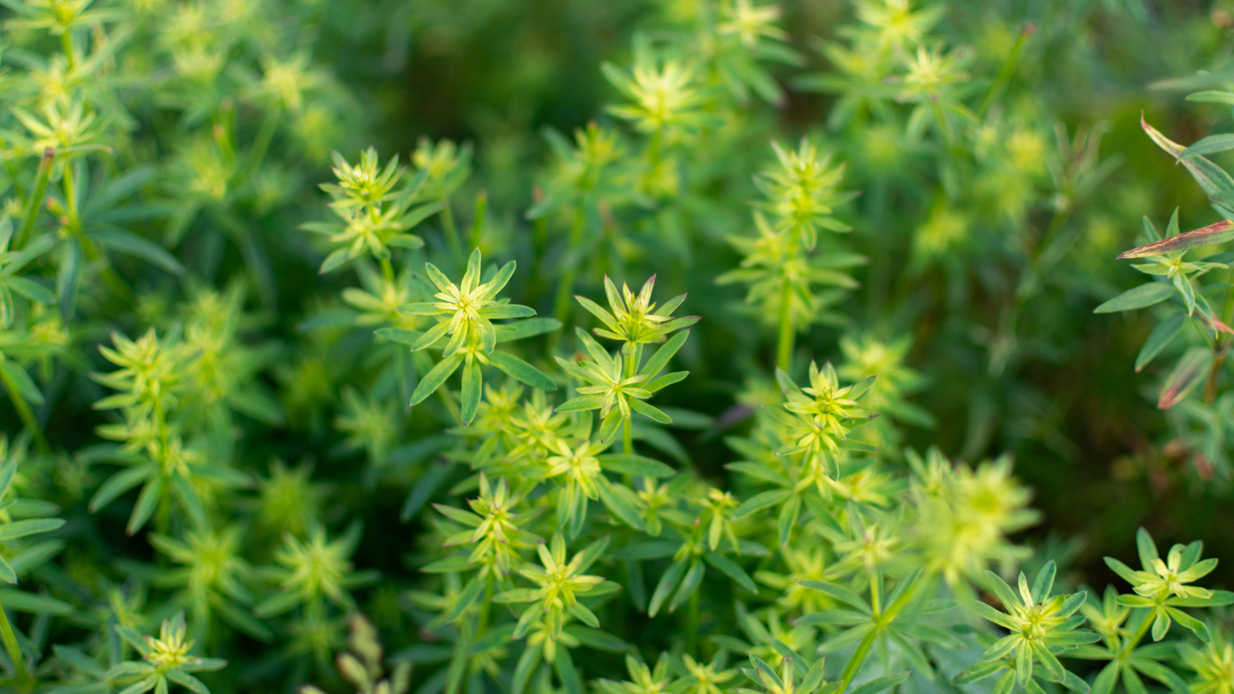 Bright Green Starbursts: A Sea of Sunlit Succular Tendrils