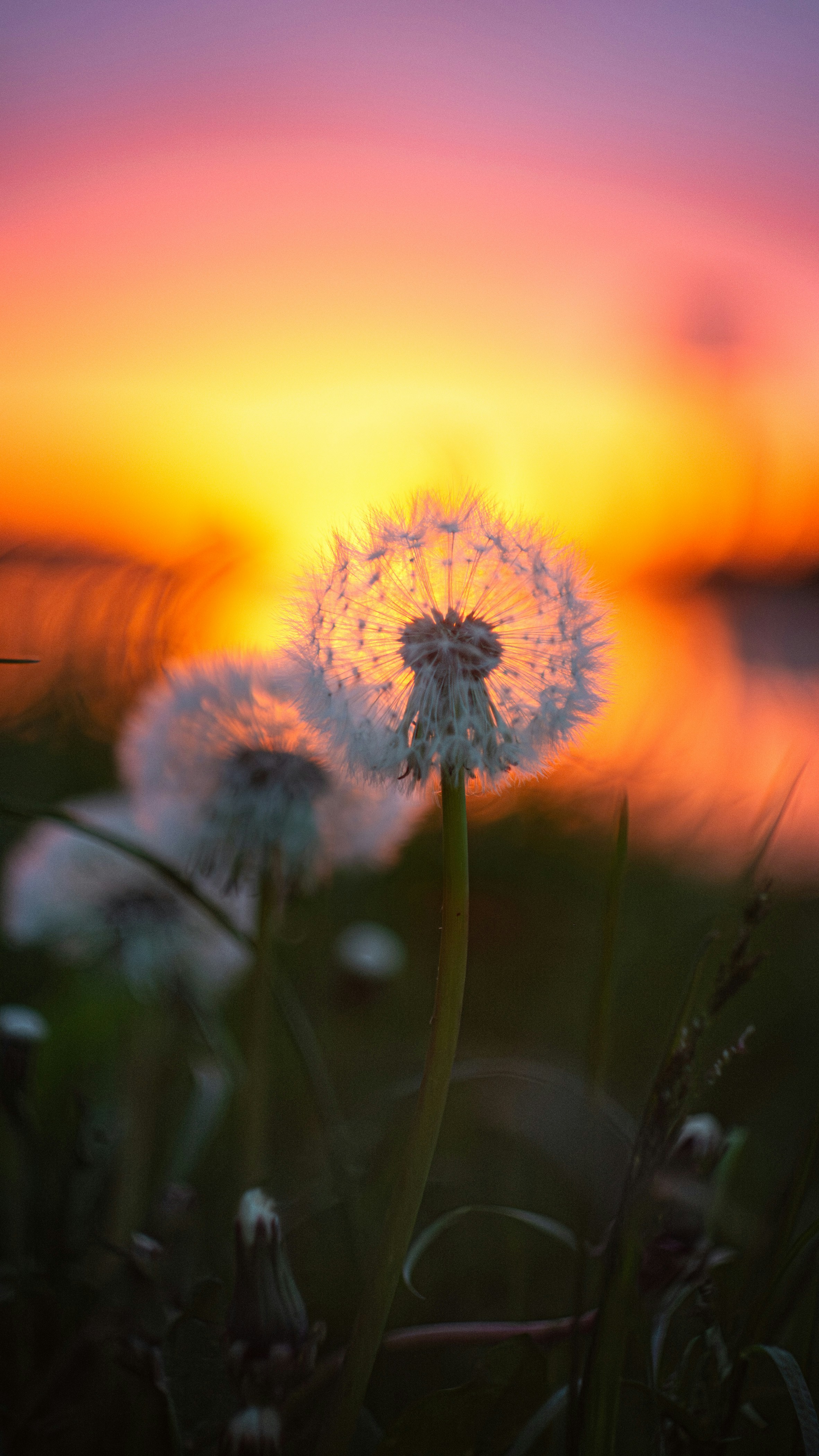 Sunset Dandelion Halo: A Portrait of Light and Seed