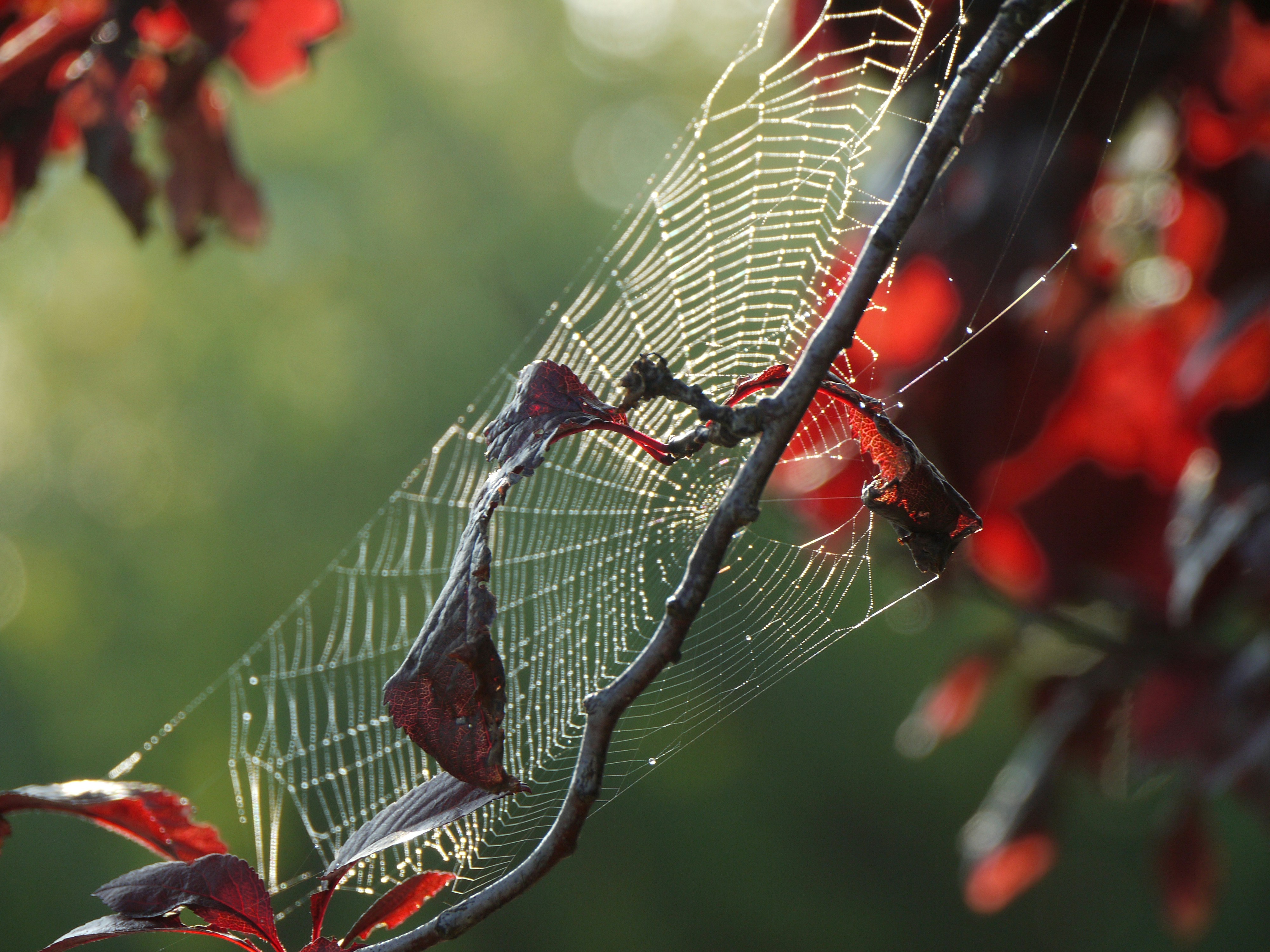 Gossamer Trap: Dew-kissed Web Between Autumn Branches