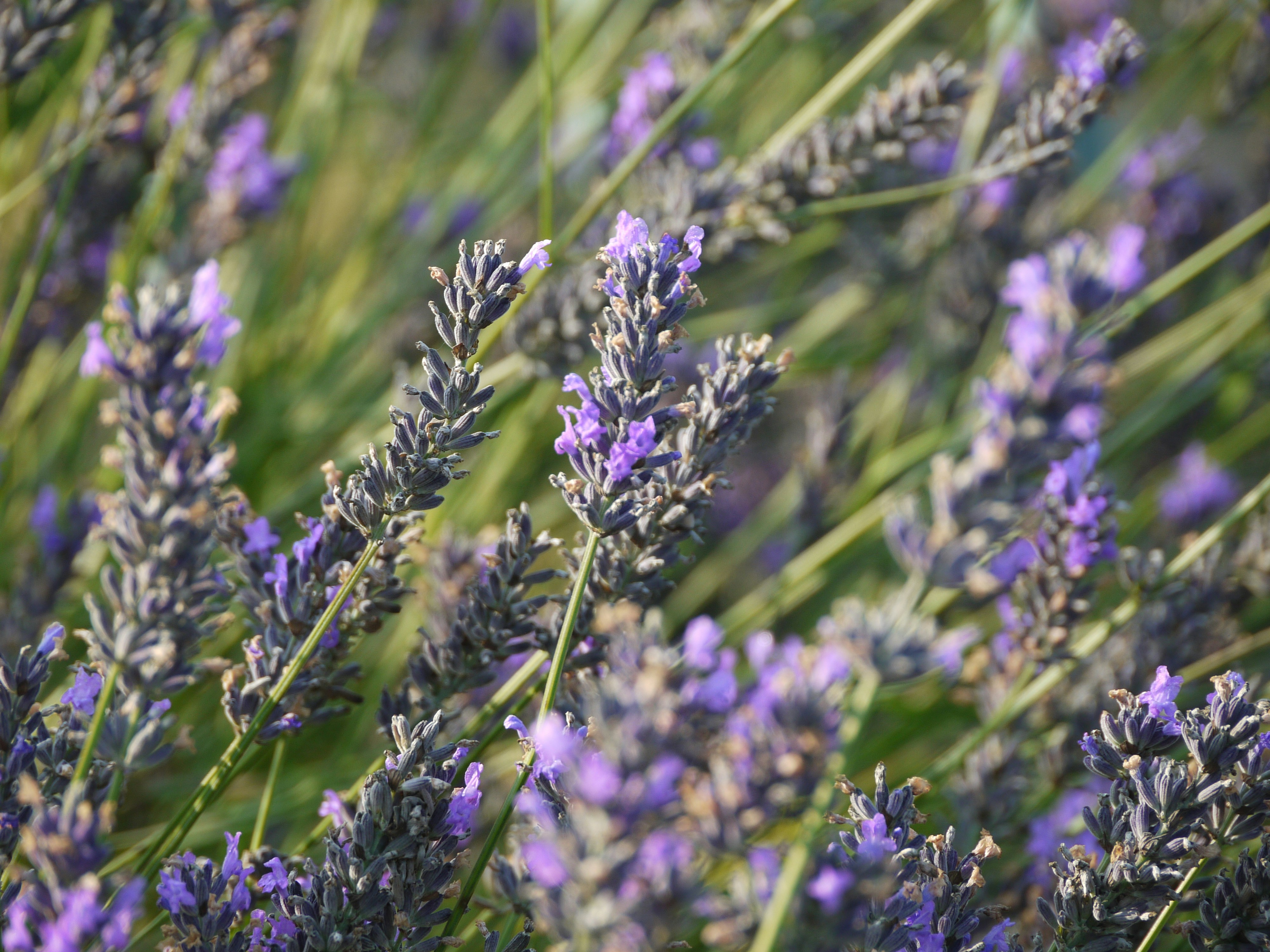 Lavender Dawn: Close-up of Blooming Purple Spires in Soft Focus