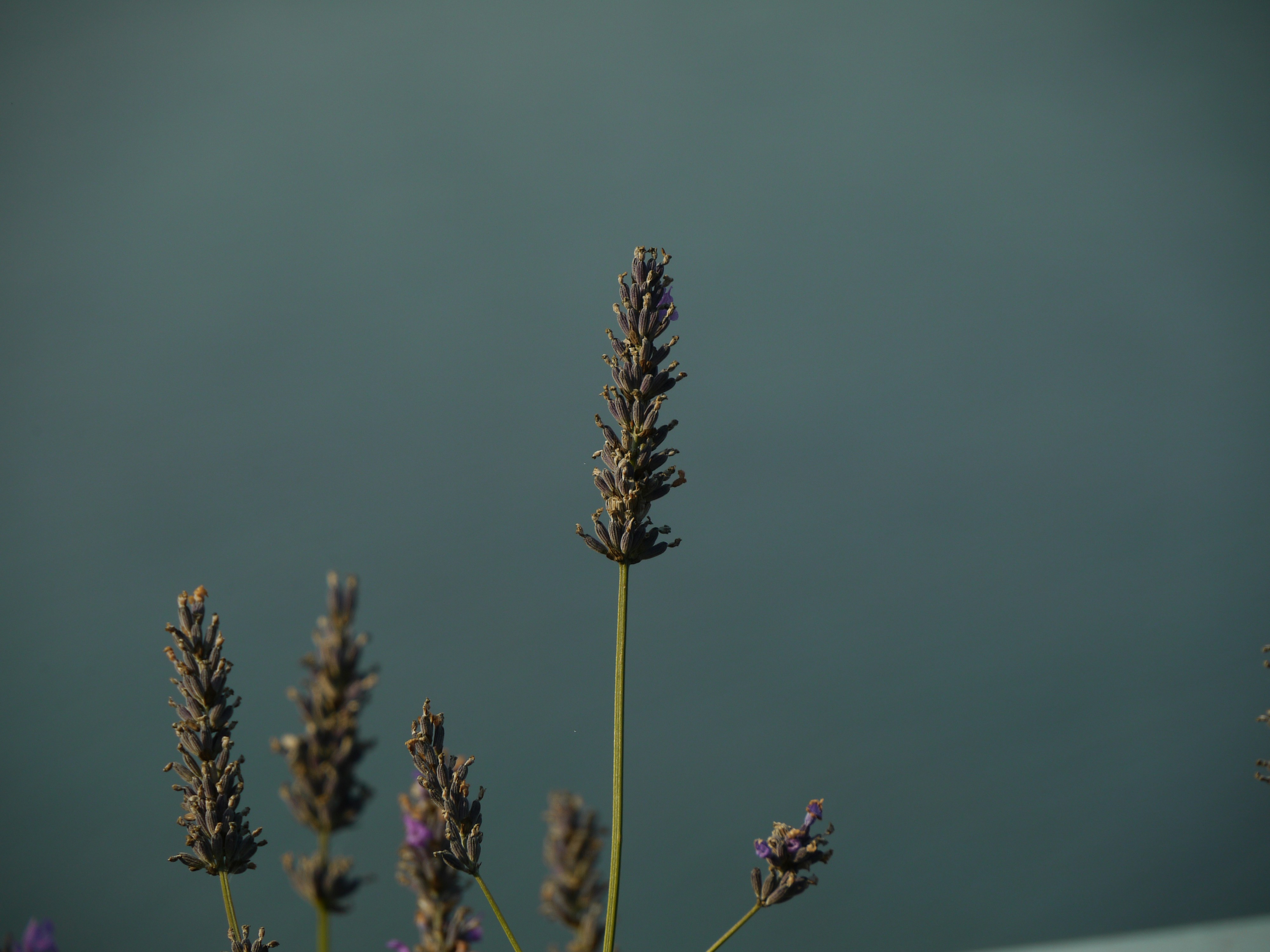 Single Lavender Spike Reaches Toward a Quiet Sky