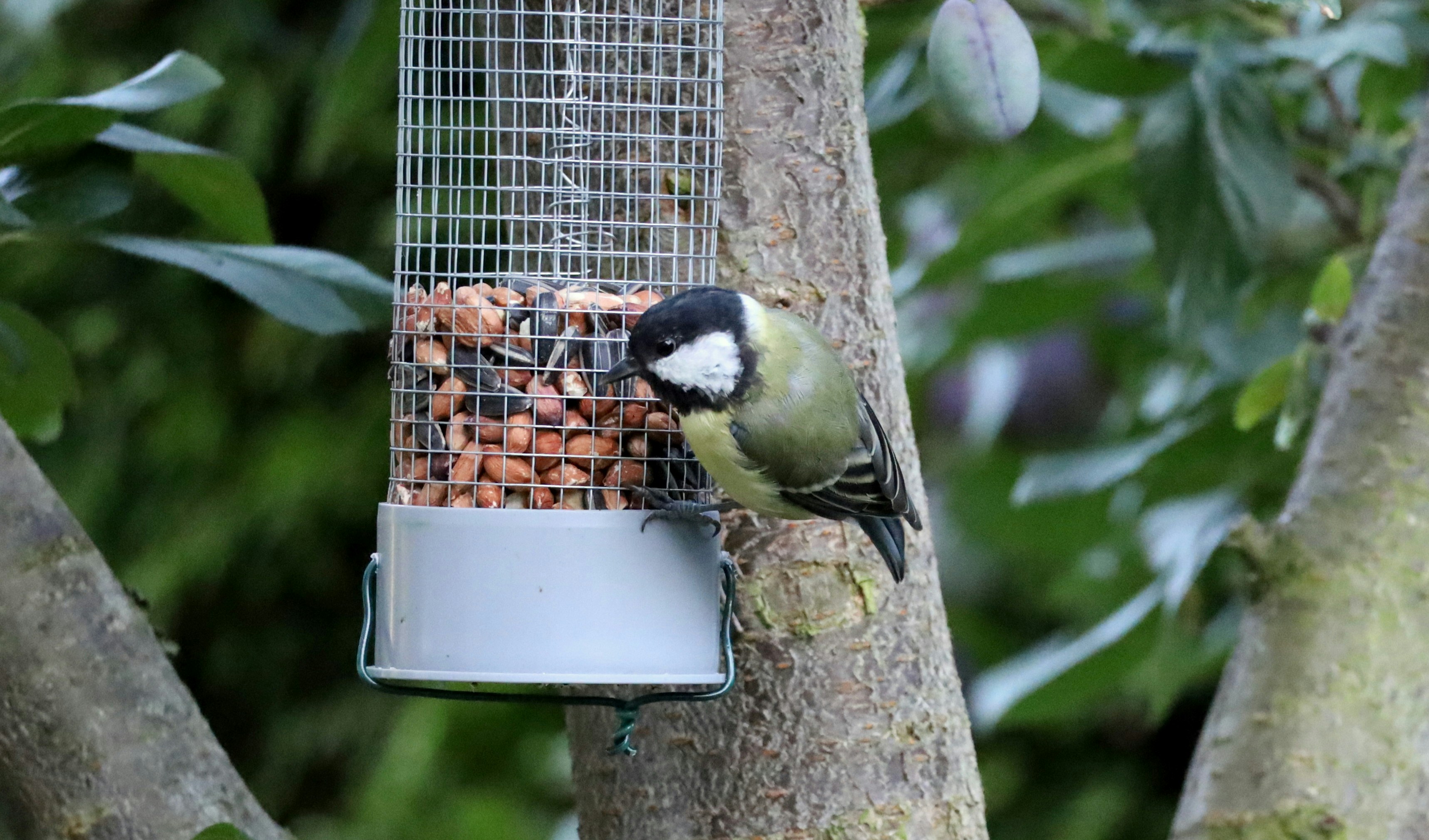Nuthatch at the Nut Feeder: Moments of Nutritious Focus