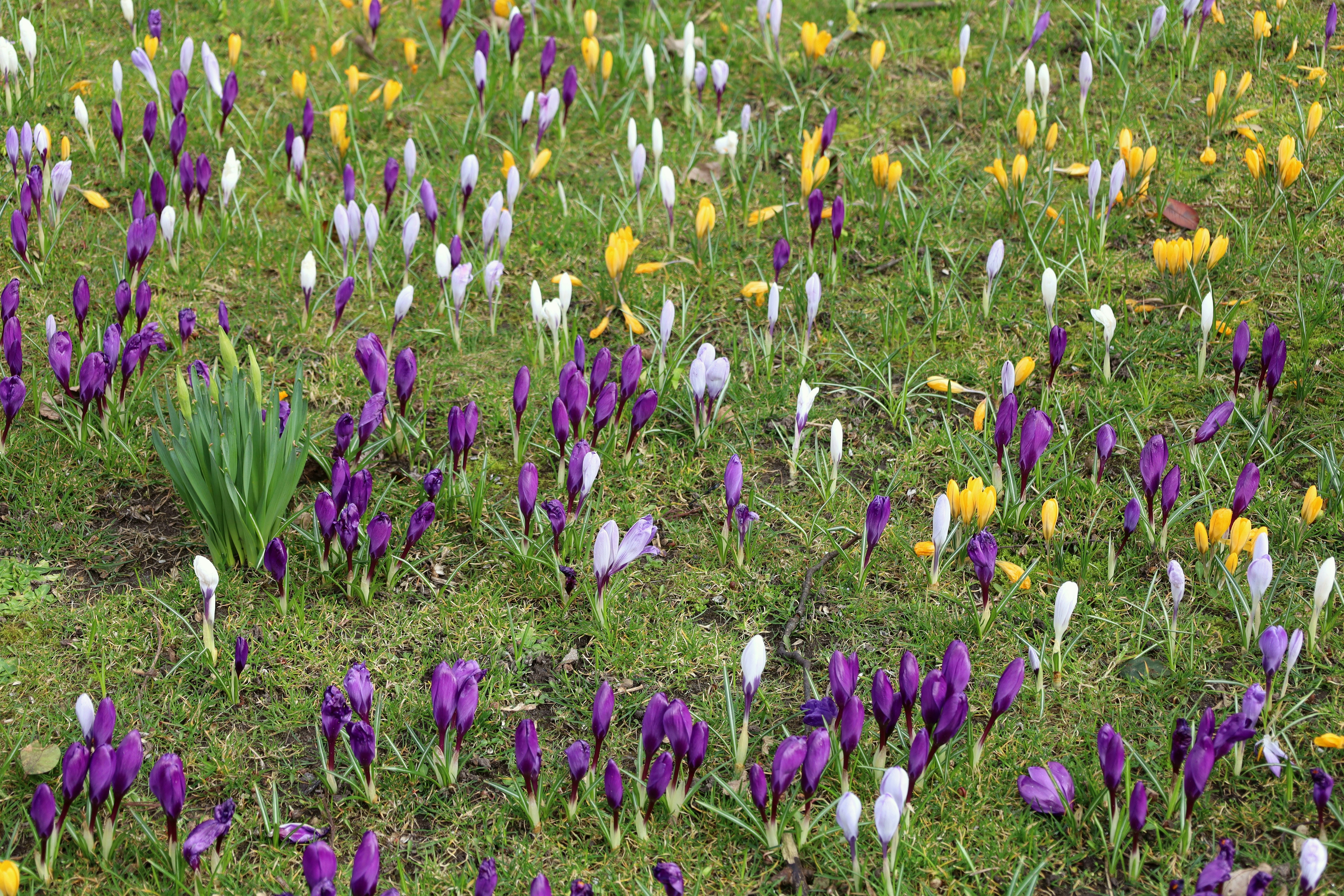 Violet, White, and Sunlit Crocus Field