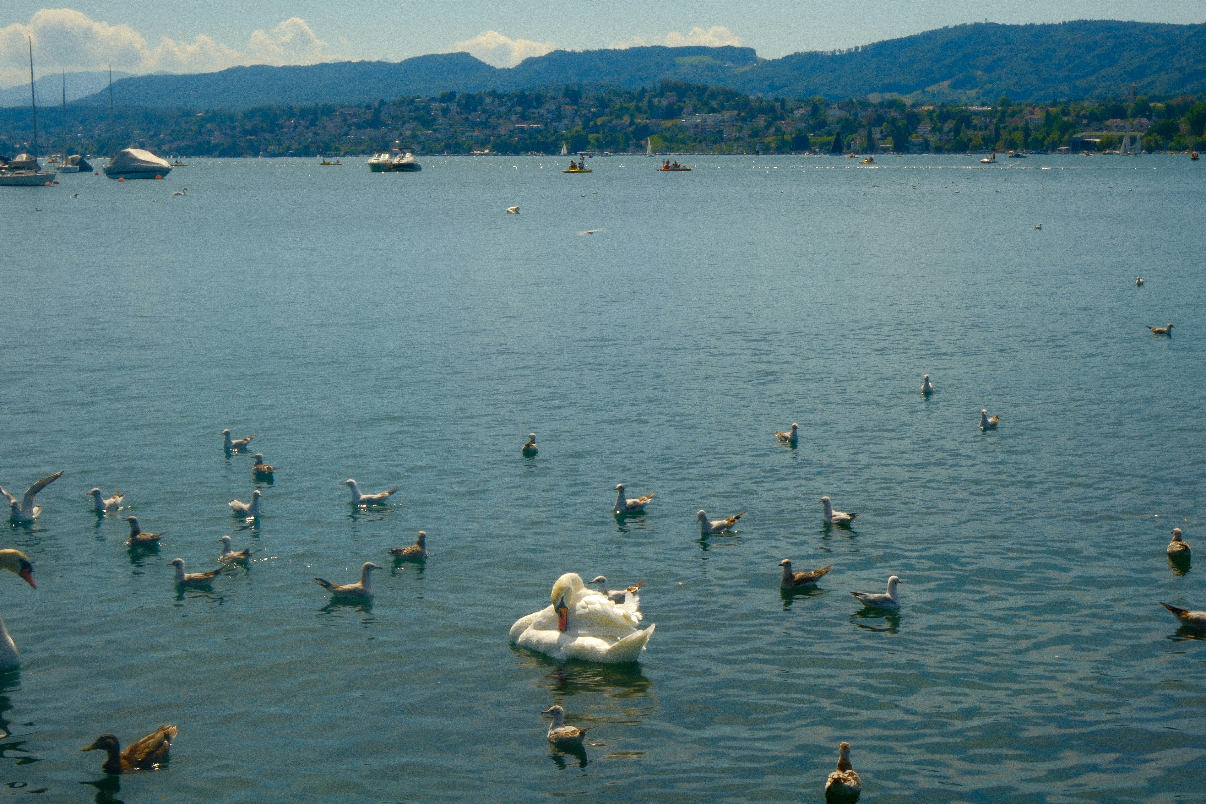 Floating Centerpiece: A Swan Among Distant Boats on a Tranquil Lake
