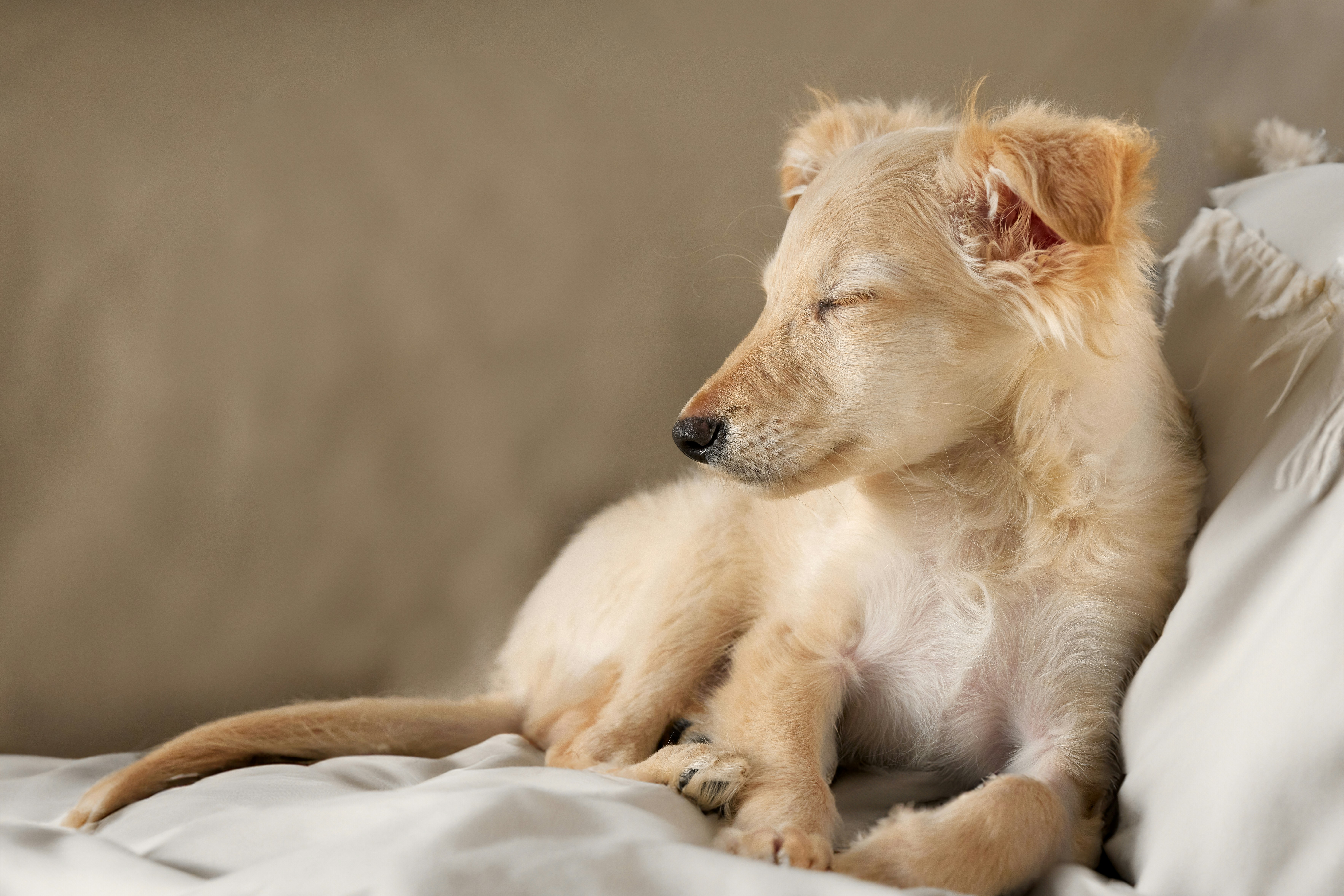 Quiet Dozing Pup: A Moment of Soft Light on a Golden-Eyed Hush