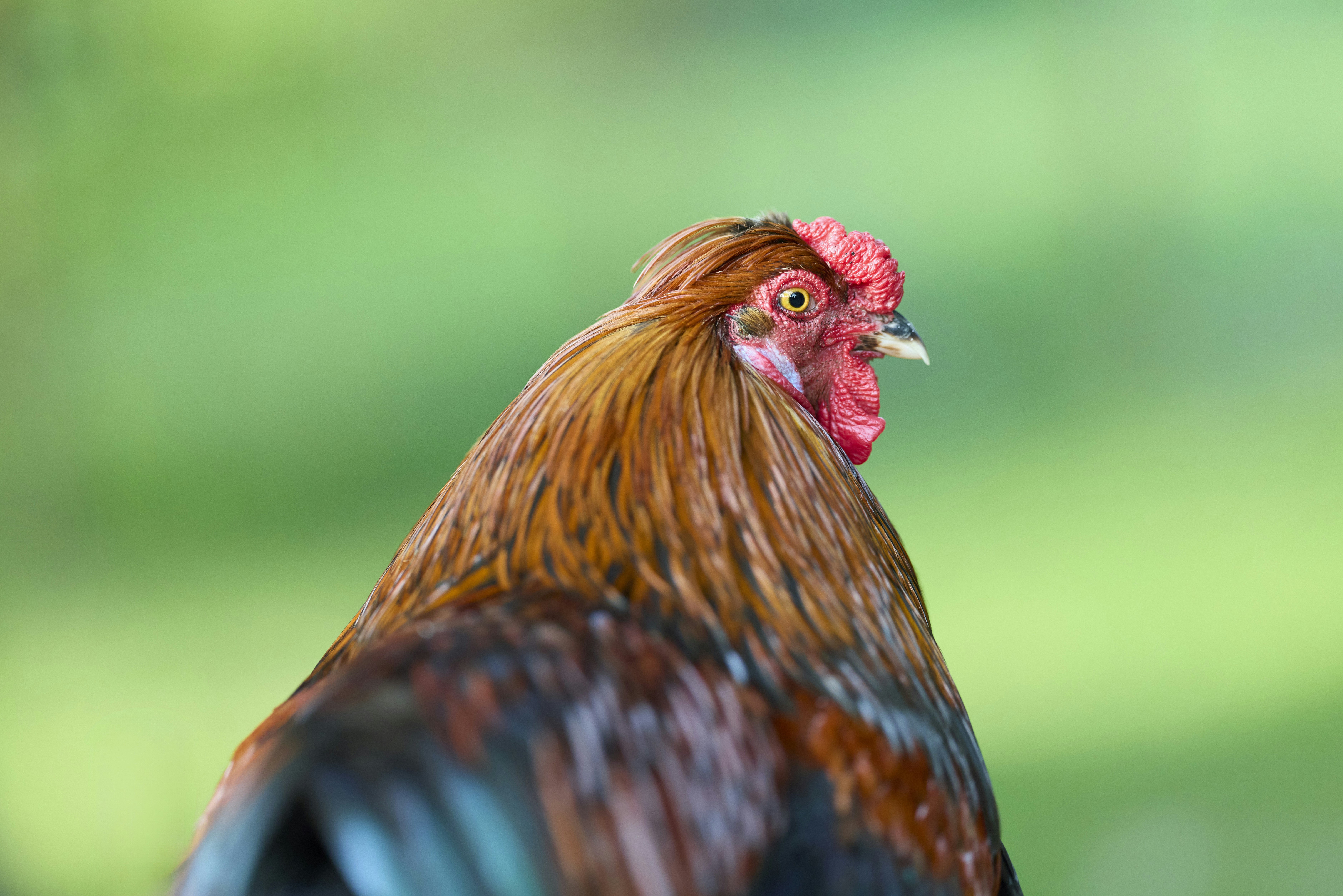 Crimson Crest: Close-Up of a Rooster's Head