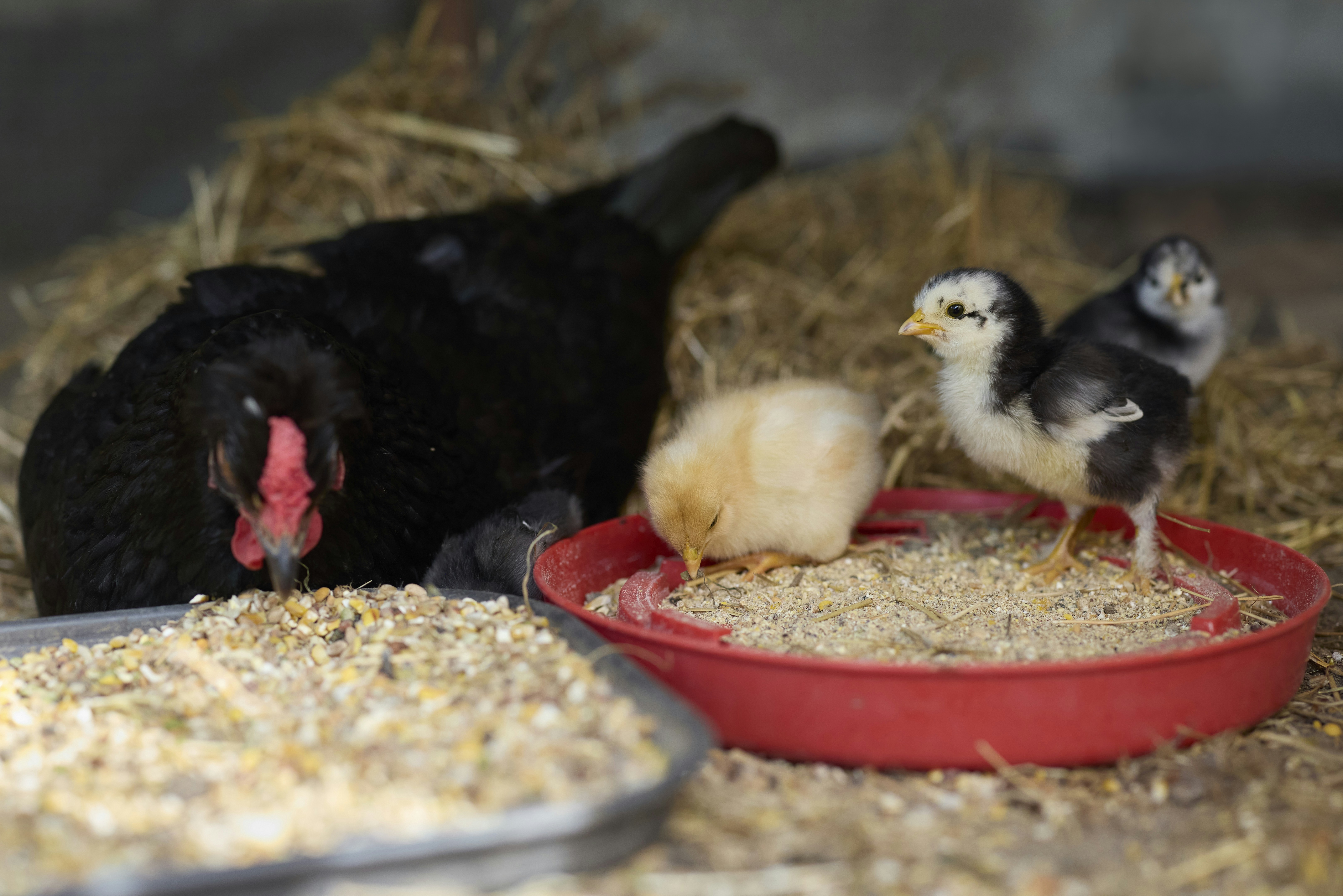 Chick and Hen Herd: Spring Feeding in a Cozy Barn