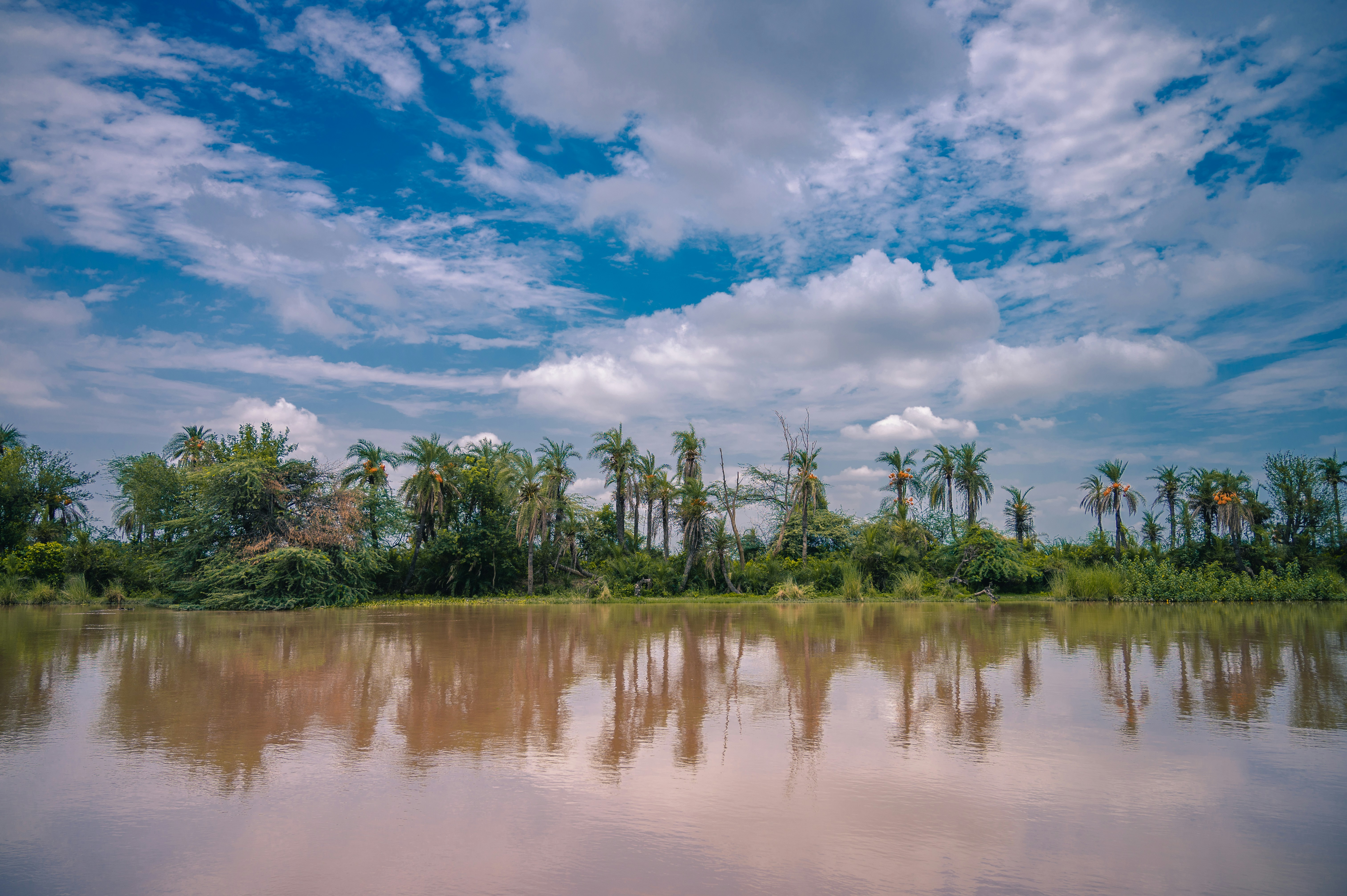 Riverbank Reverie: Palms and Clouds Across Quiet Waters