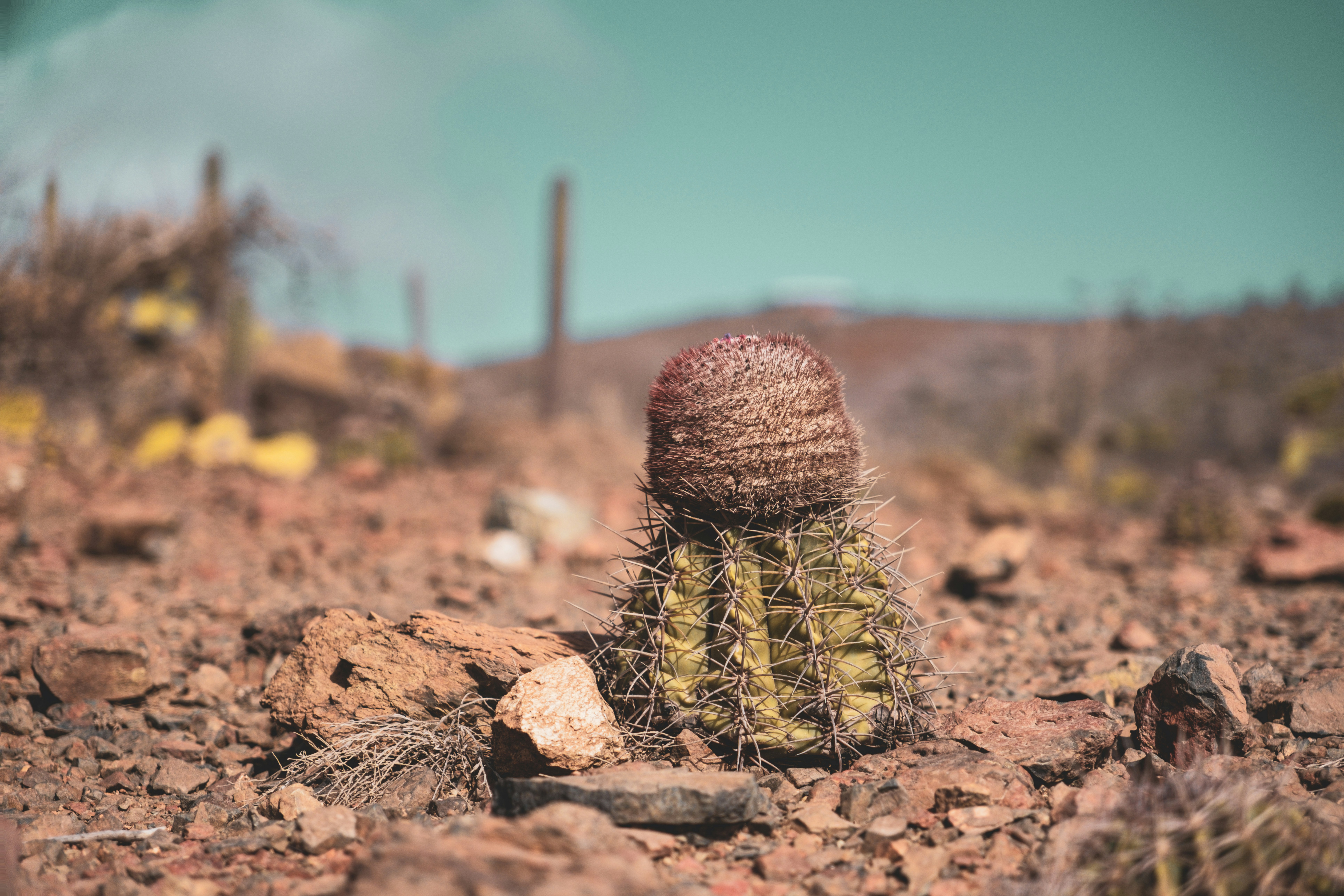 Desert Spotlight: A solitary barrel cactus rises from rocky ground