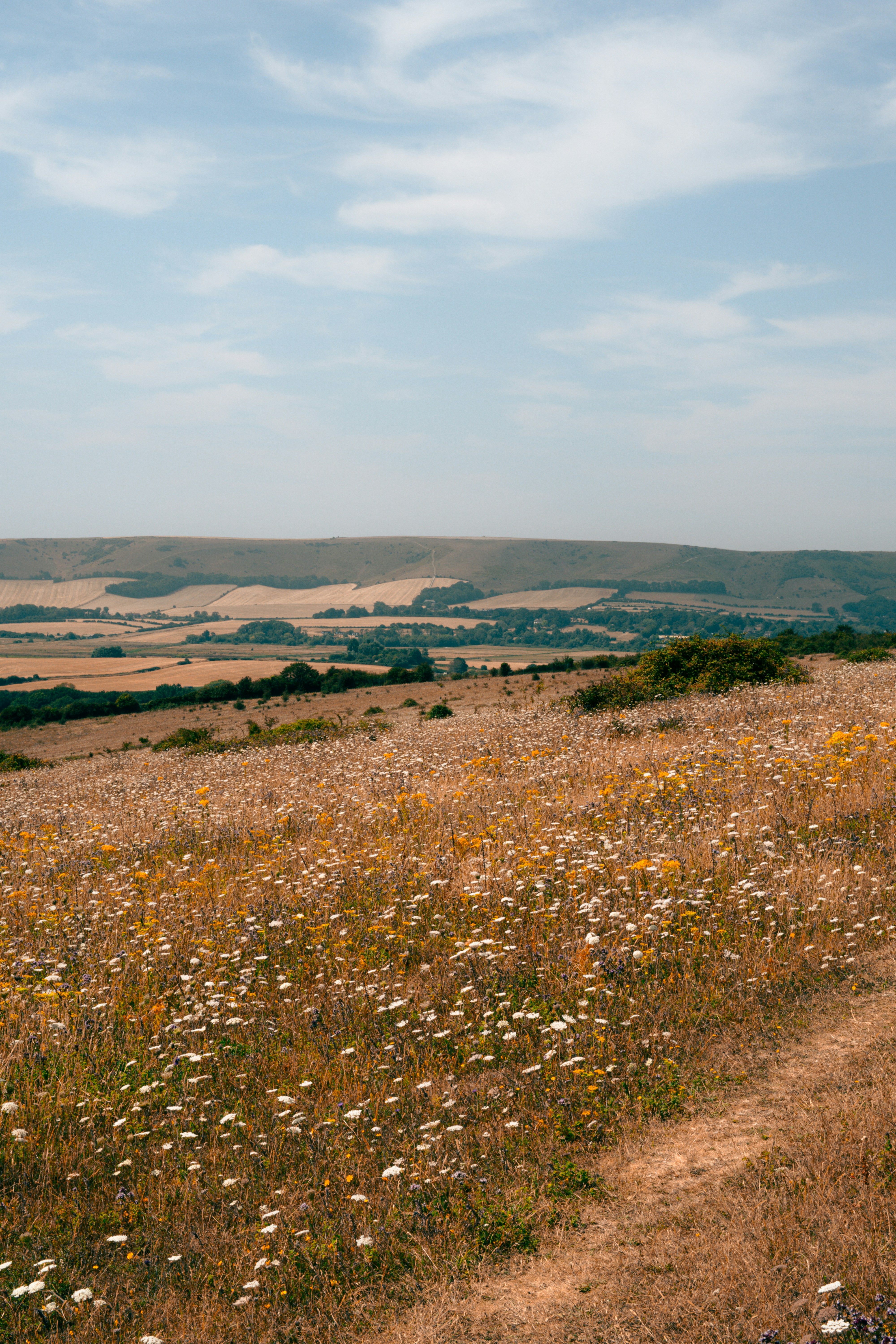 Golden Hillscape: Wildflower Field Meets Rolling Countryside