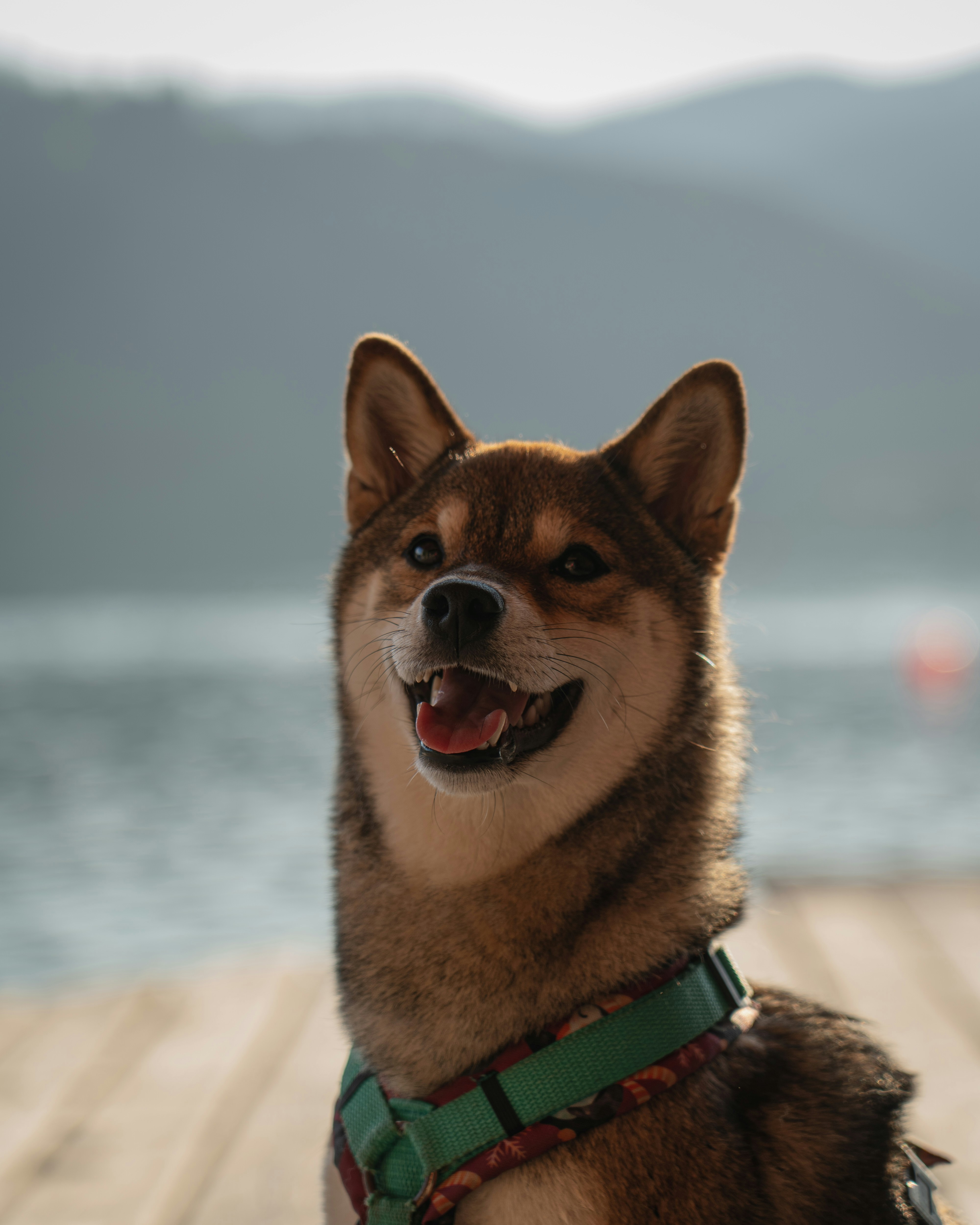 Smiling Shiba by the Lakeside