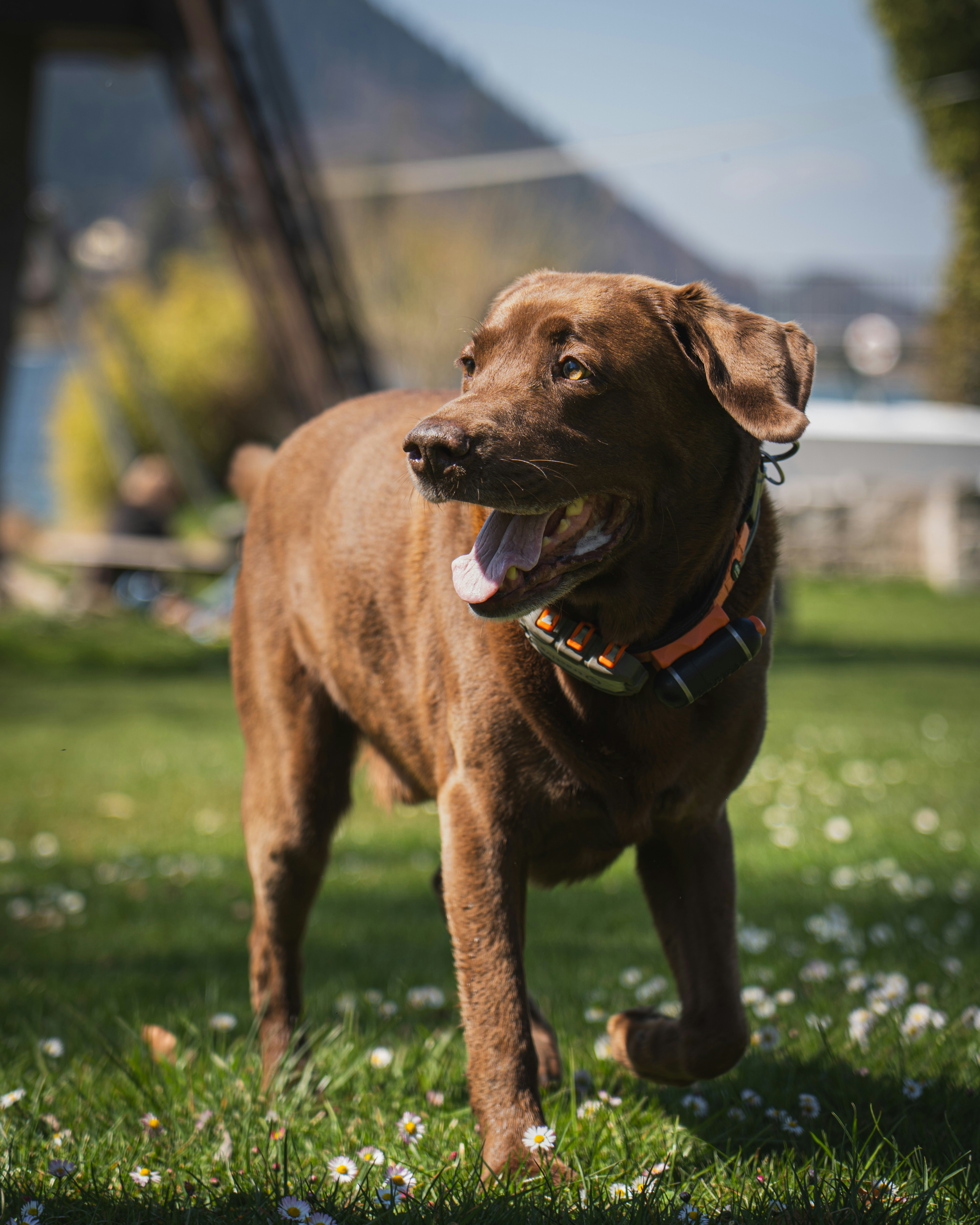 Brown Labrador in a Sunlit Park: Mouth Open, Tail Wagging