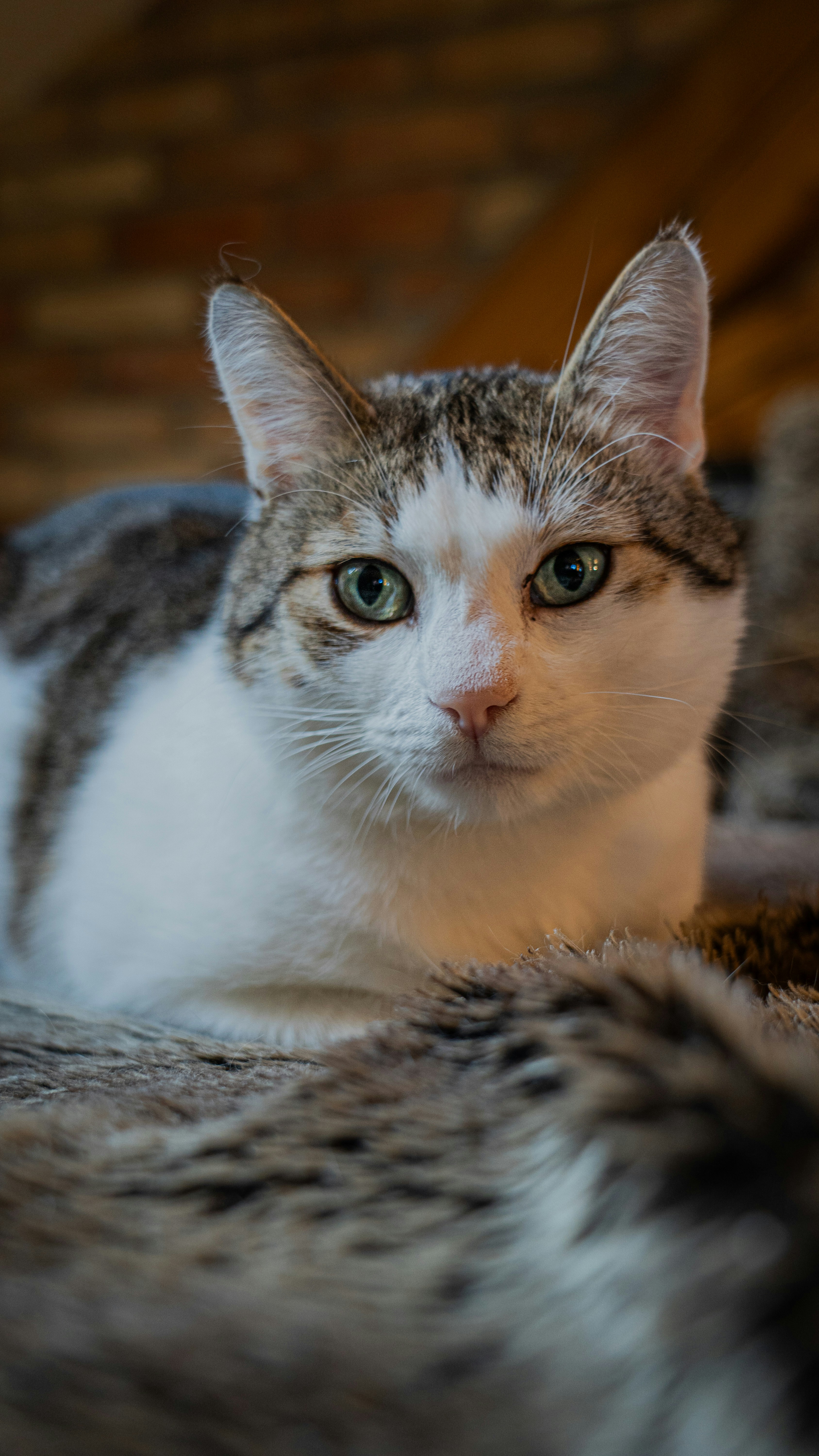 Close-up of a Curious Cat: Soft Focus and Warm Indoor Light