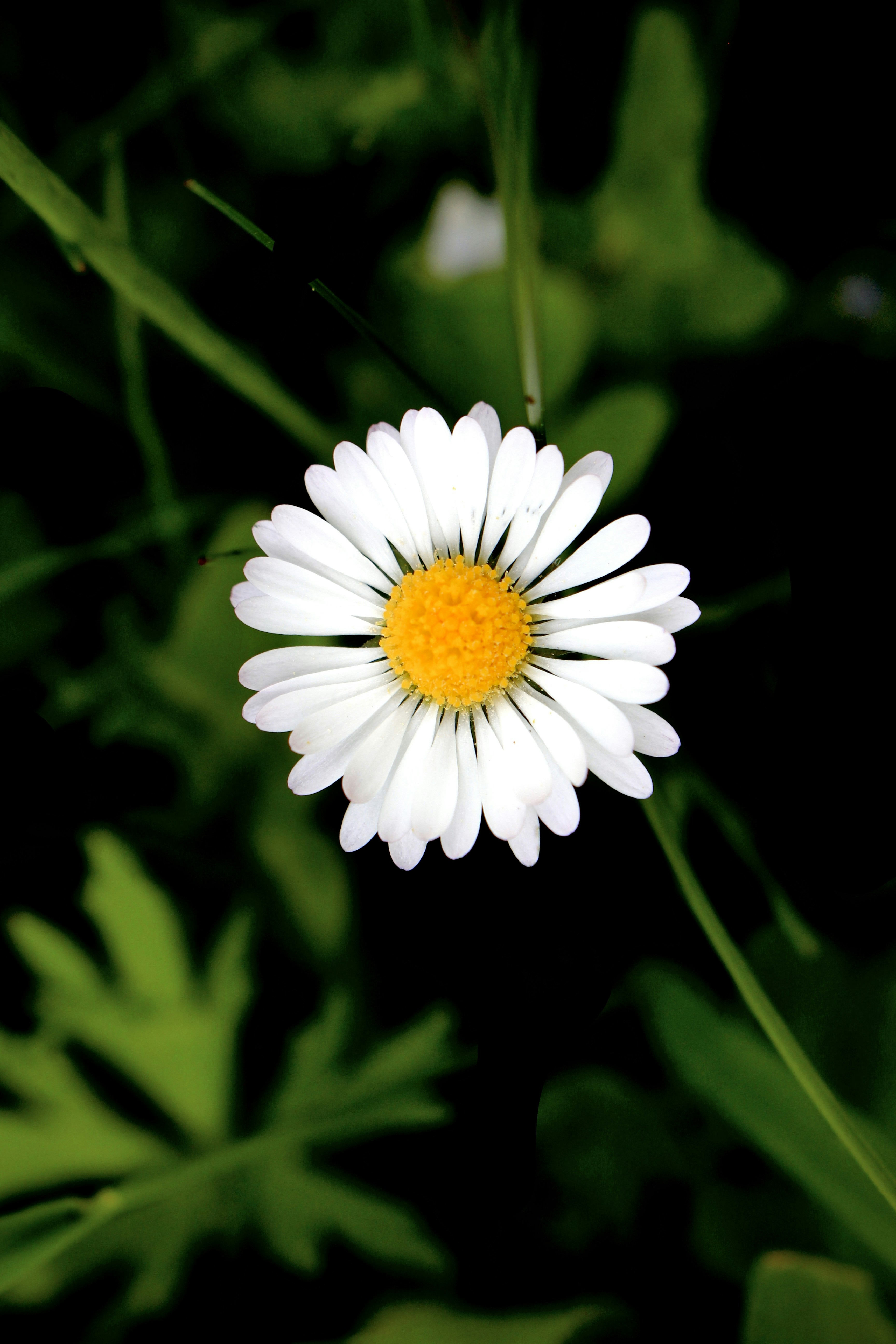 White daisy with a bright yellow center stands out against a dark background, framed by surrounding green foliage.